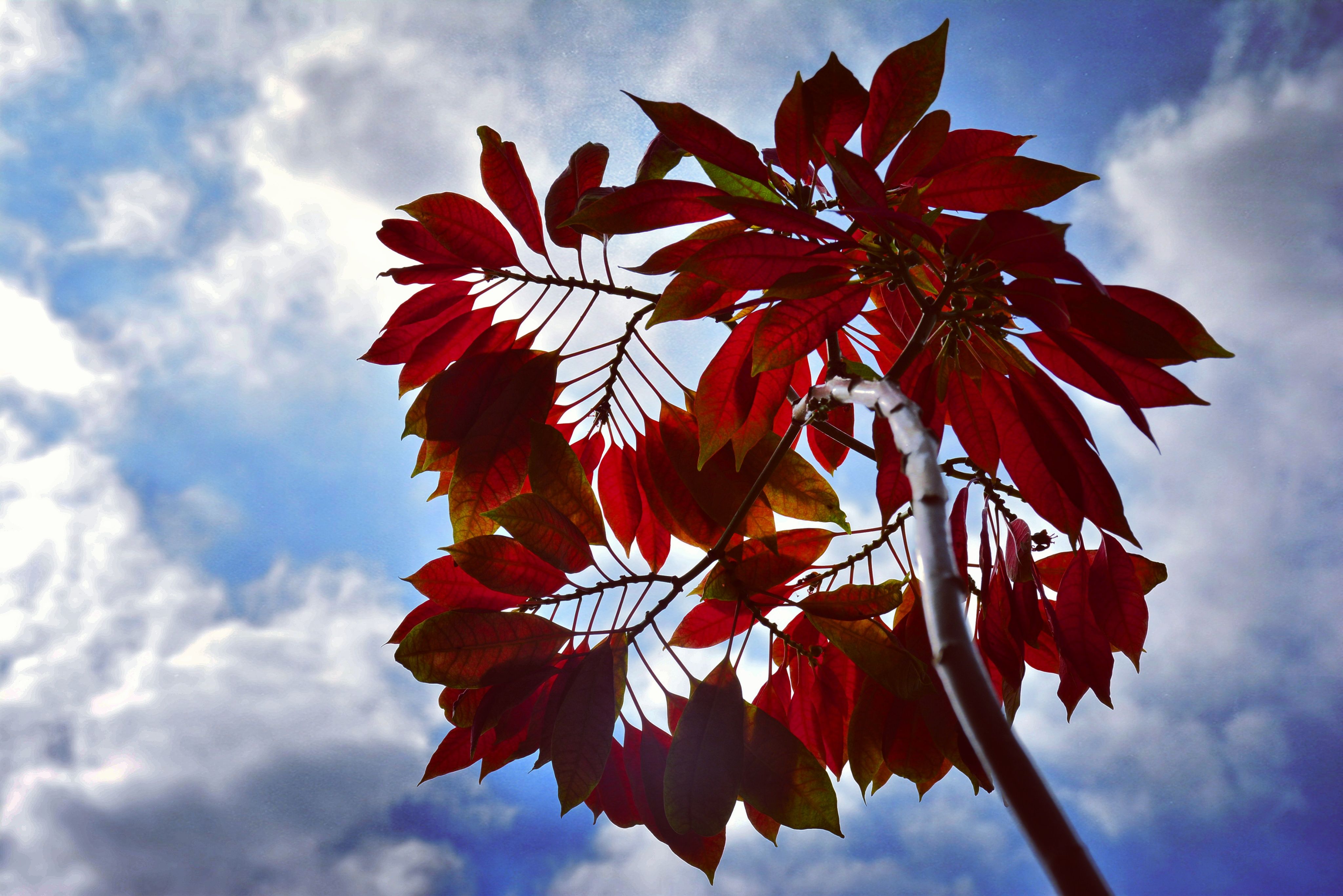 Download Sky Cloud Branch Nature Leaf 4k Ultra HD Wallpaper