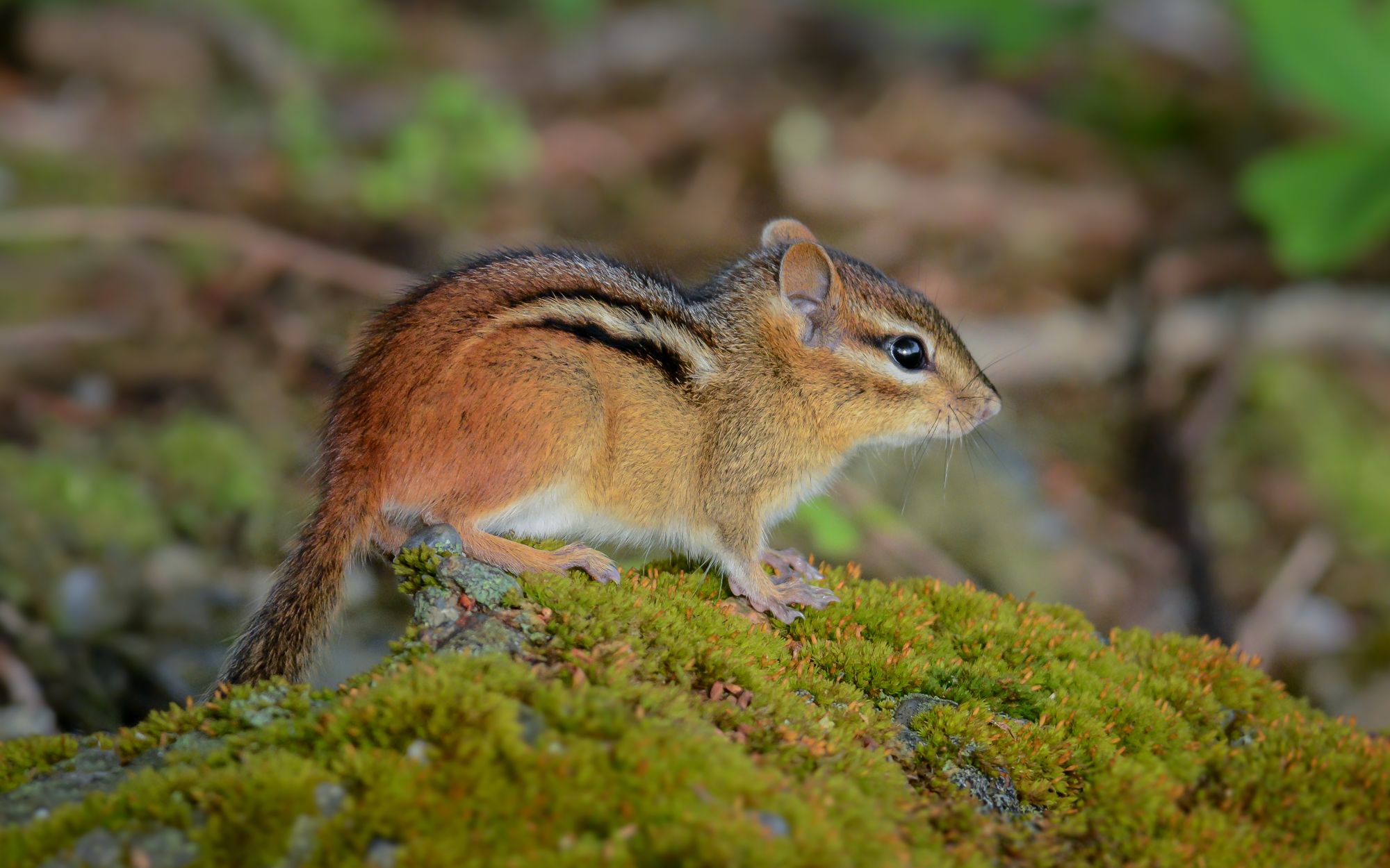 Download Animal Chipmunk HD Wallpaper