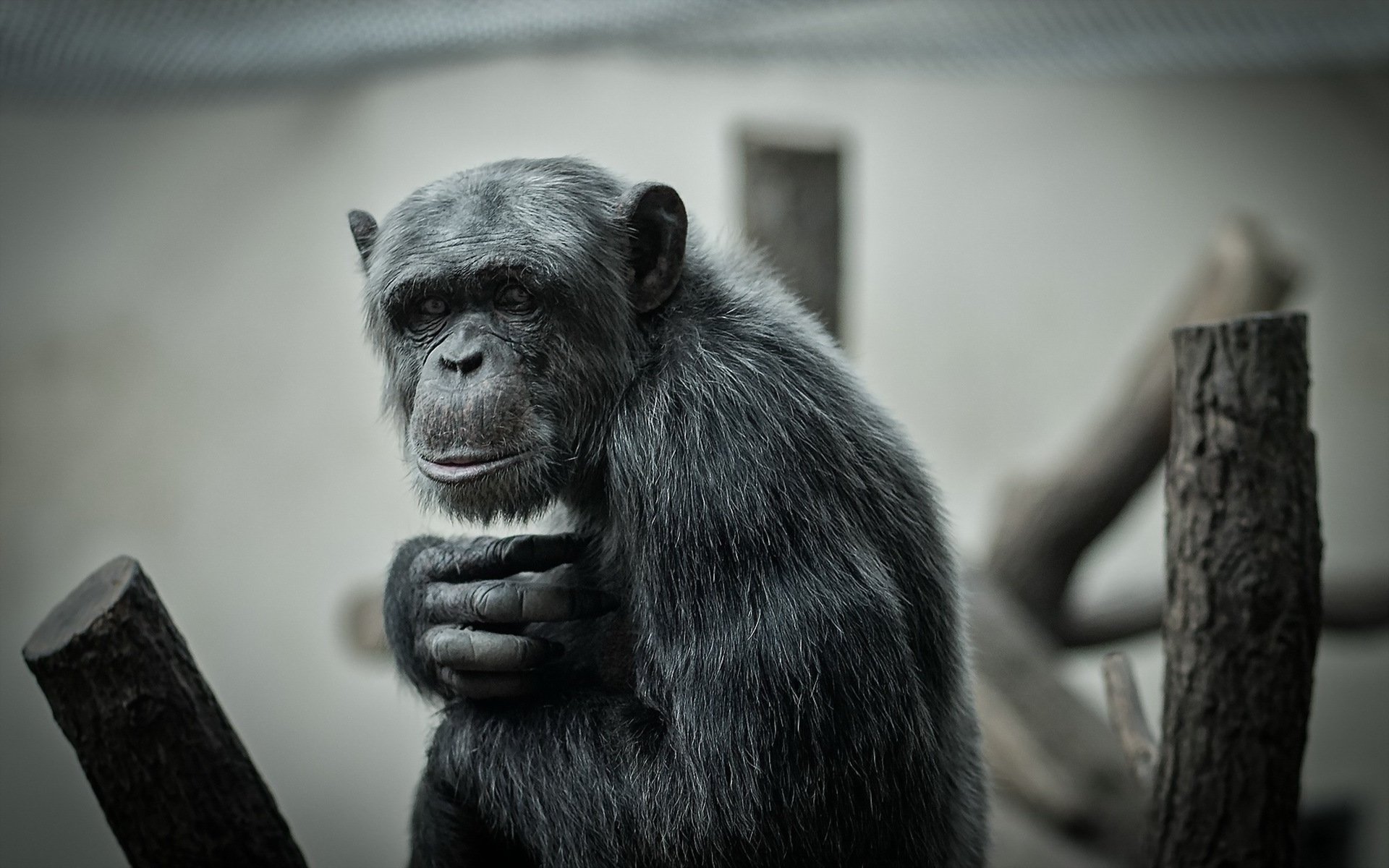 Download Primate Ape Monkey Animal Chimpanzee HD Wallpaper | 1920x1200 ...