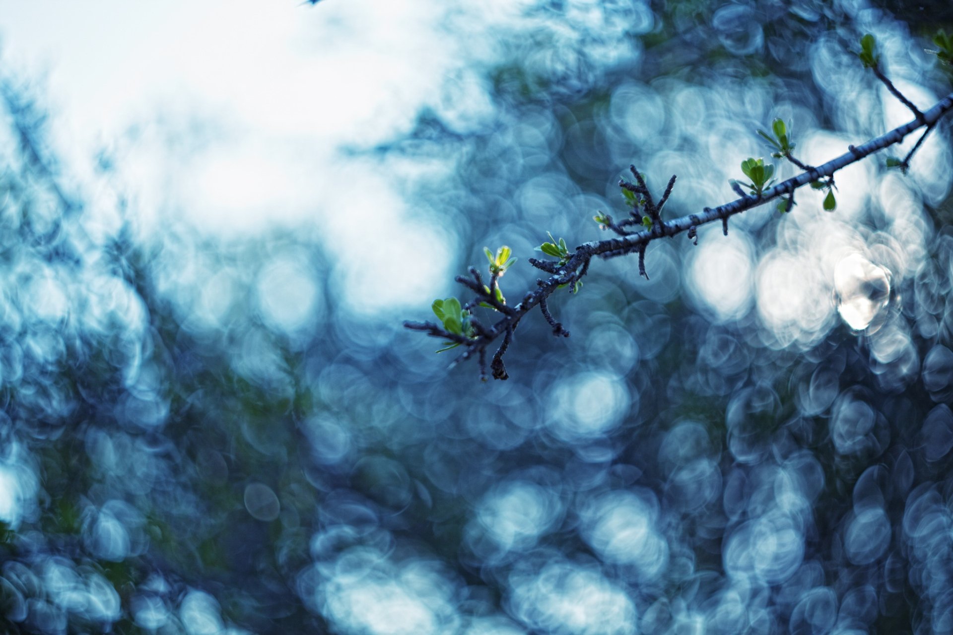 Spring Branch Glow: HD Bokeh Nature Wallpaper by Zachar Rise
