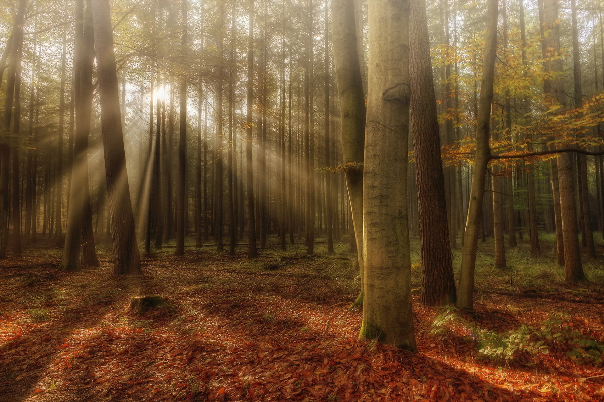 Download Tree Fall Forest Nature Sunbeam HD Wallpaper