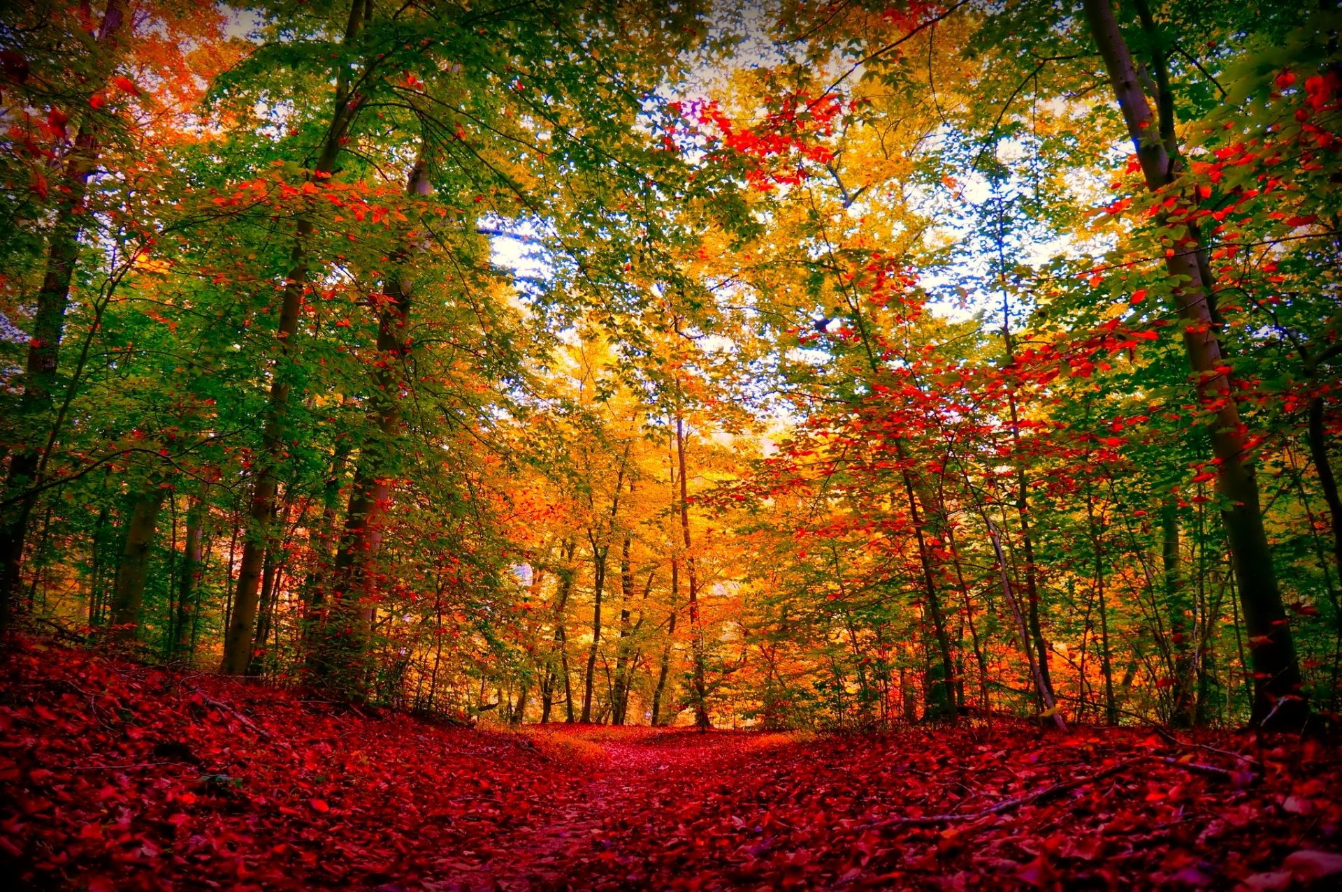 Vibrant Fall Forest: HD Nature Escape Among Trees