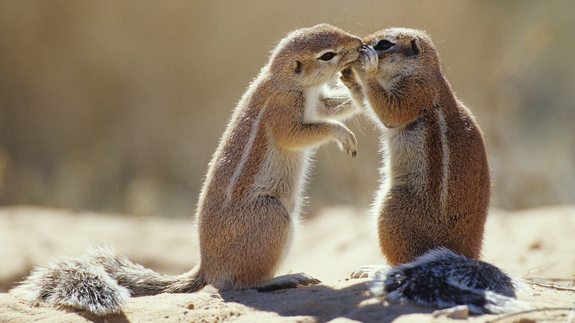 HD Nature Moment: Adorable Chipmunks in the Wild
