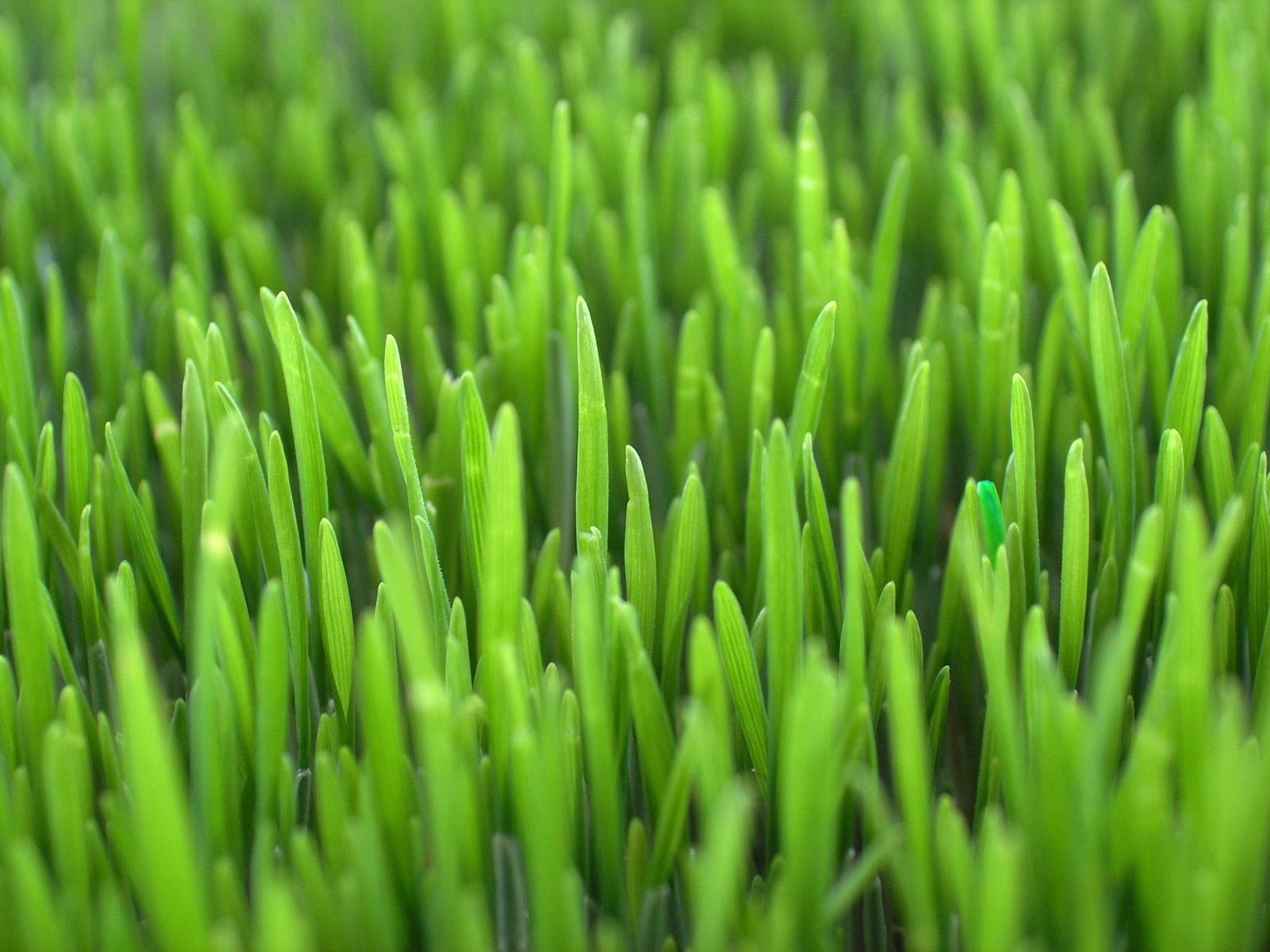 Vibrant Green Grass HD: Nature’s Fresh Carpet | 1600x1200 | Wallpaper Abyss