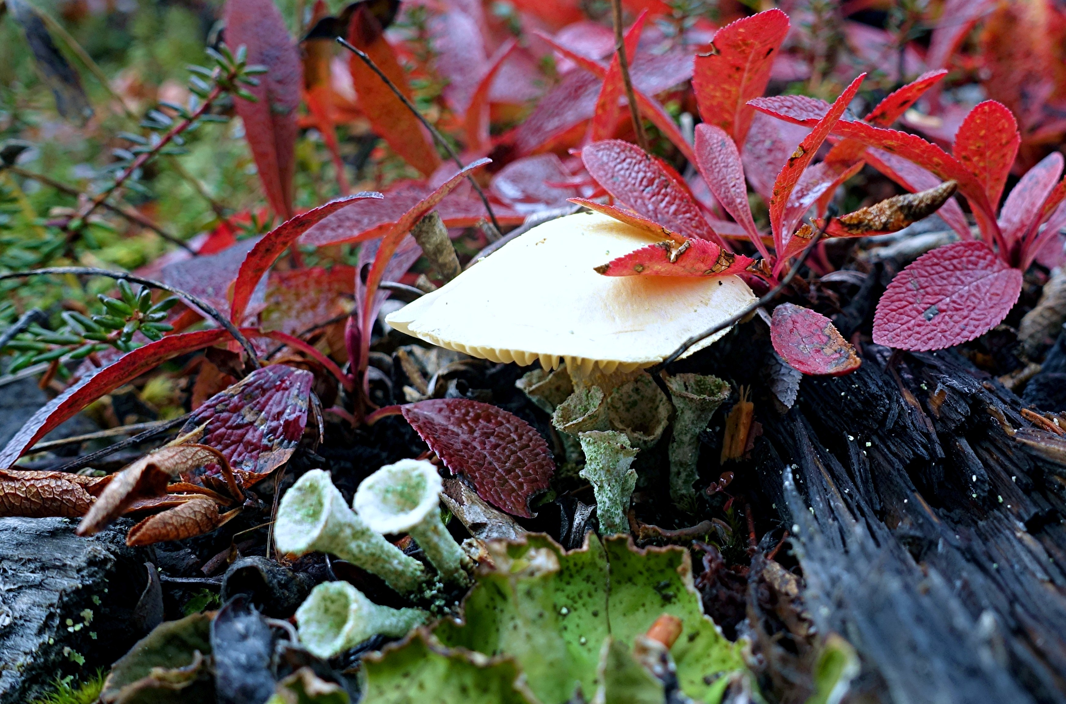 Enchanting Macro View: Nature’s Mushroom Amid Autumn Leaves – HD ...