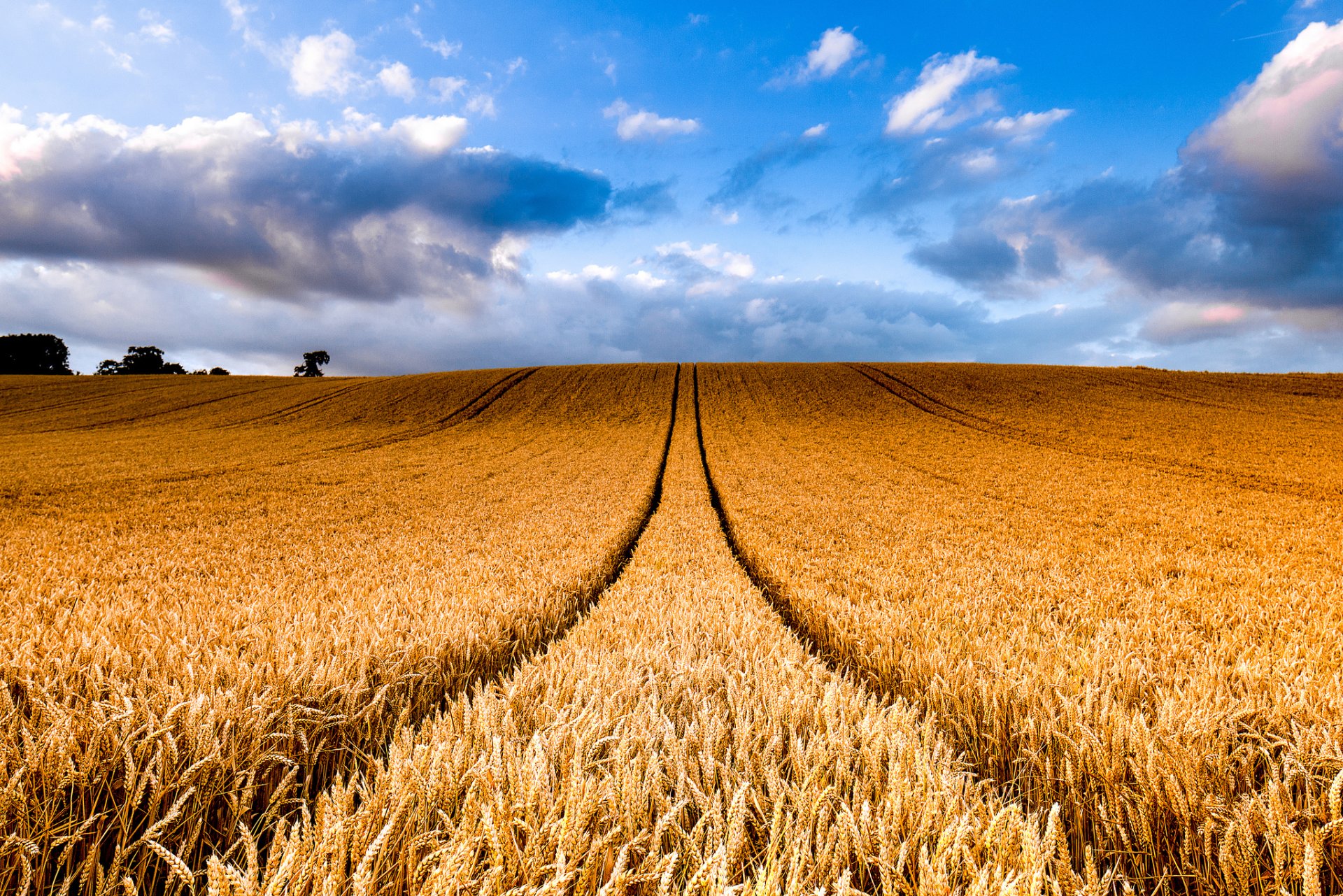 Golden Wheat Fields Under Majestic Cloudscape – HD Nature Wallpaper by ...