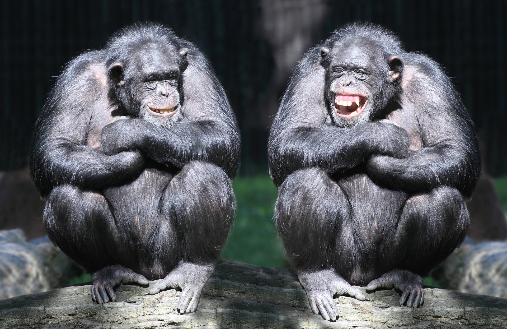 Ultra HD Smiling Bonobos: Joyful Apes Captured in 4K