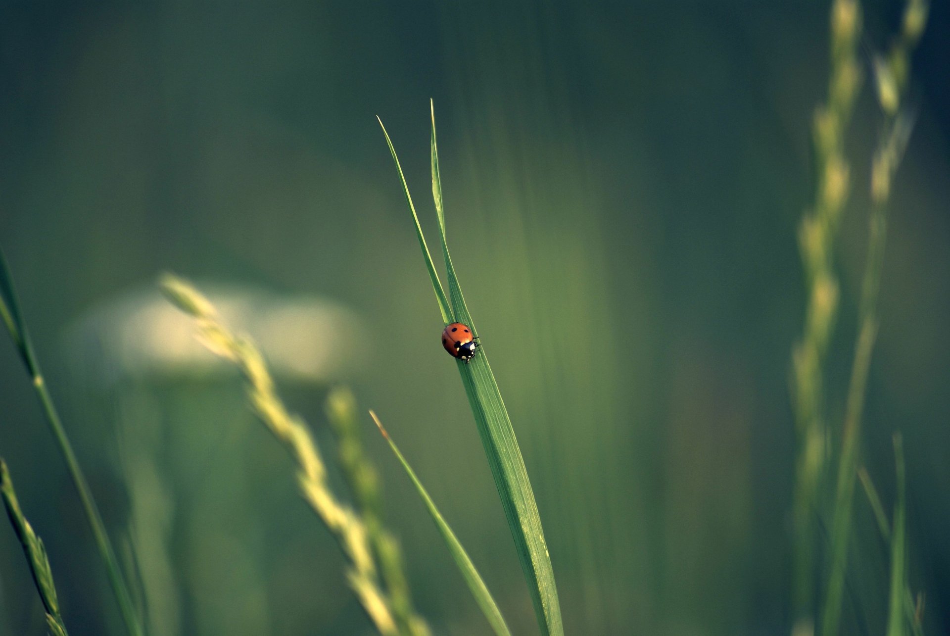 Download Macro Insect Plant Animal Ladybug 4k Ultra HD Wallpaper