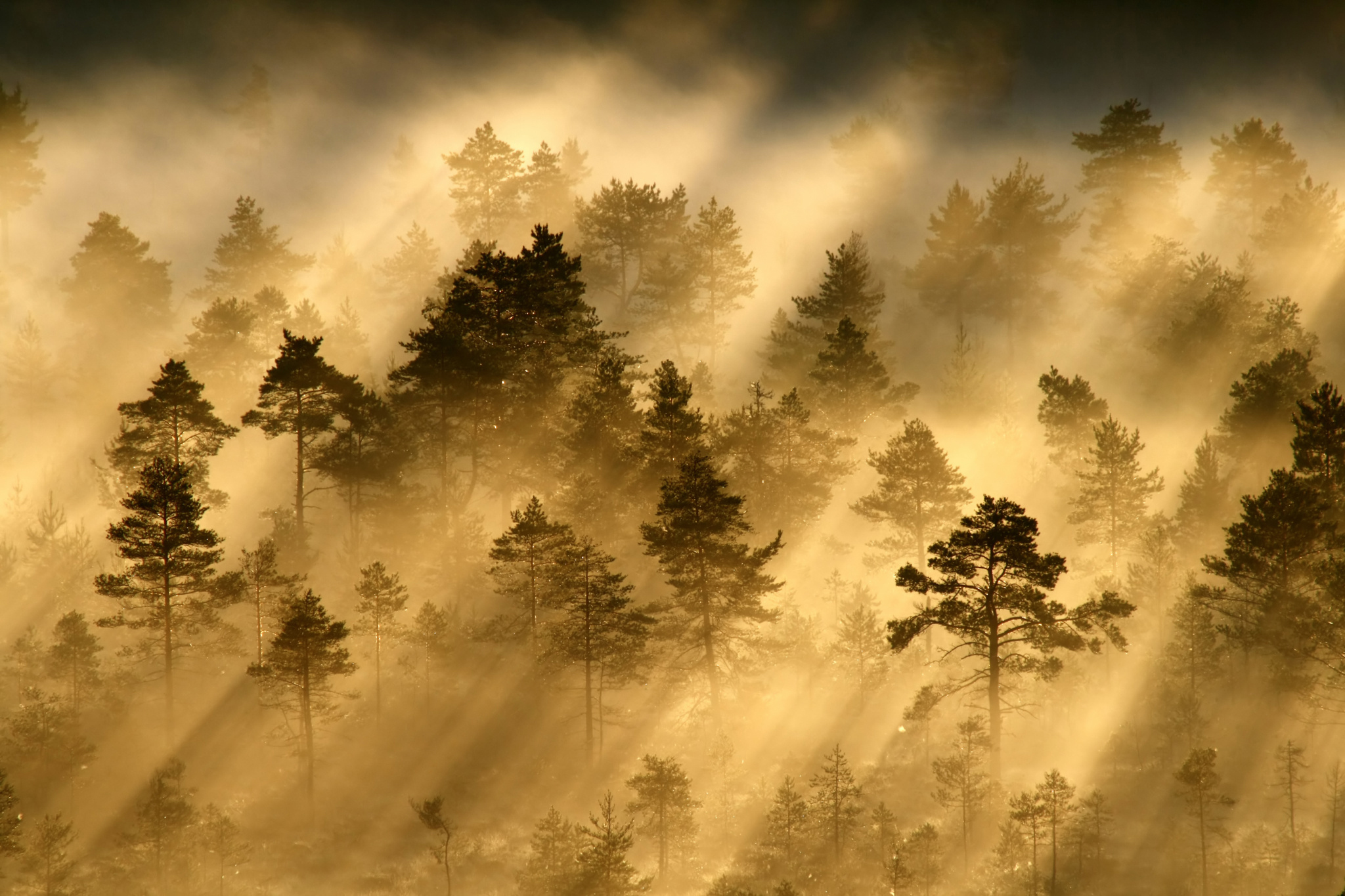 Download Sunbeam Tree Forest Nature Fog HD Wallpaper