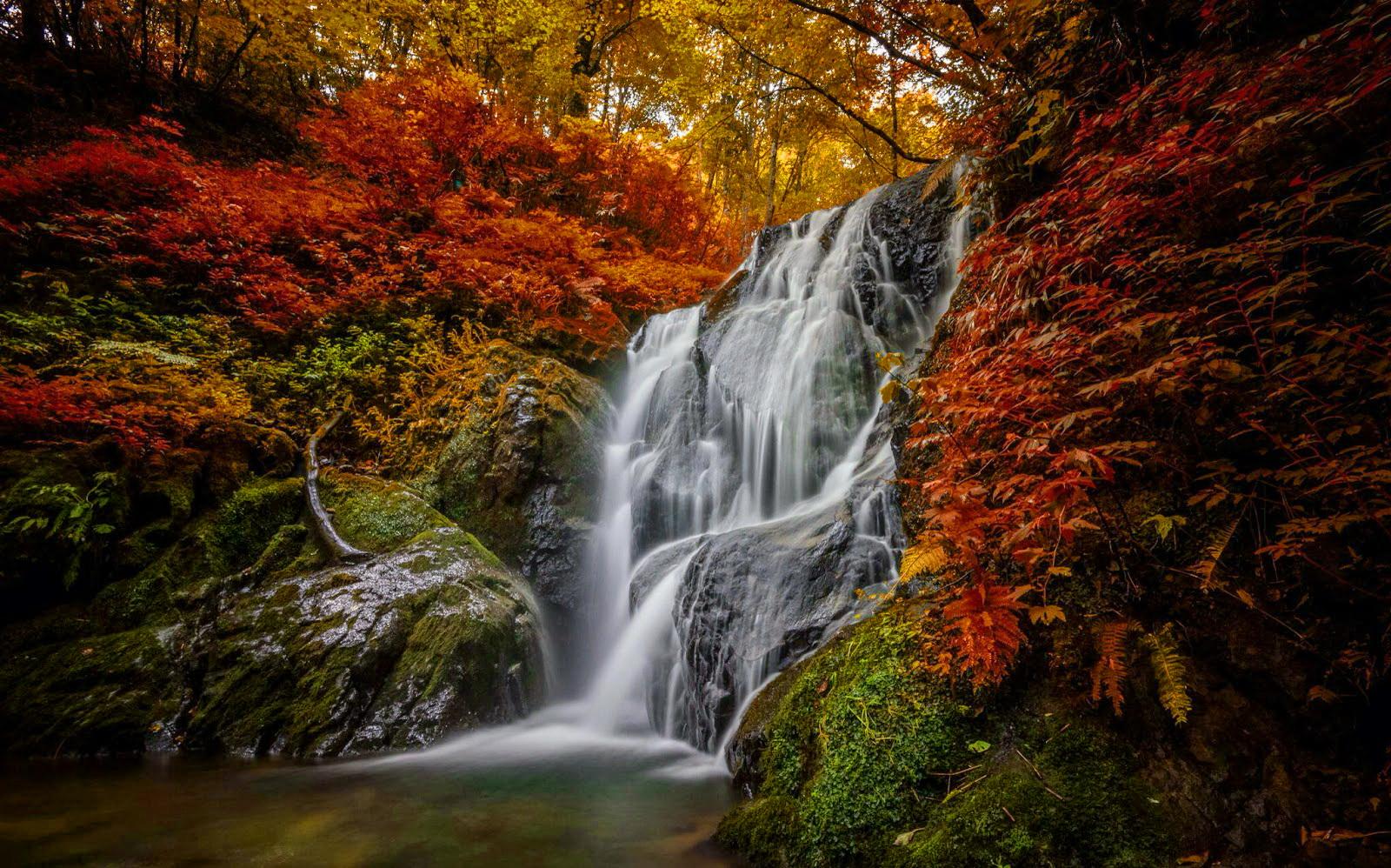 Download Nature Fall Tree Forest Waterfall Wallpaper