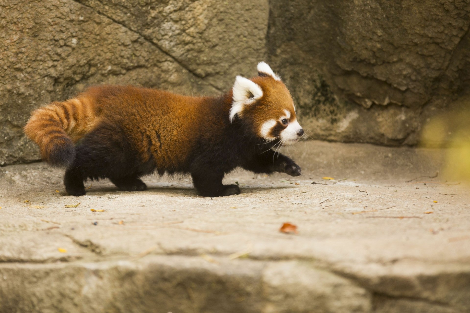4K Ultra HD Red Panda Wonder at the Zoo
