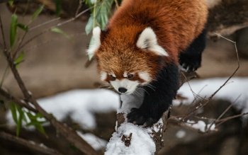 Download Animal Red Panda PFP