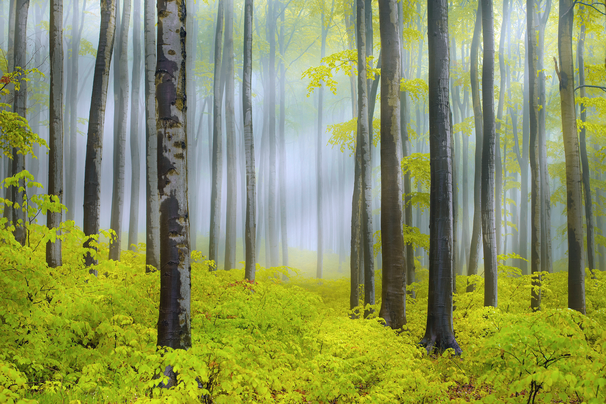 Spring Sunbeams in a Foggy Forest - HD Wallpaper