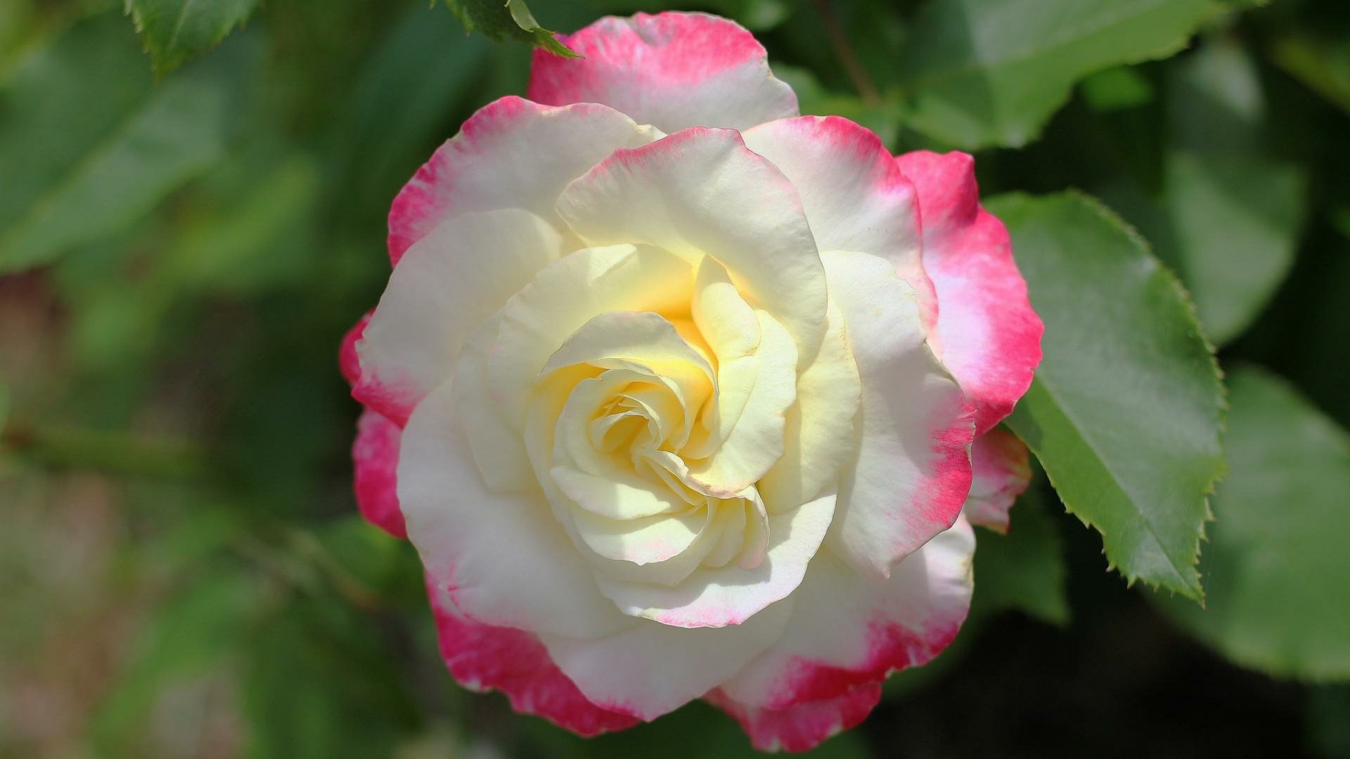 HD Close-Up of a White Rose with Pink Edges in Natural Bloom ...