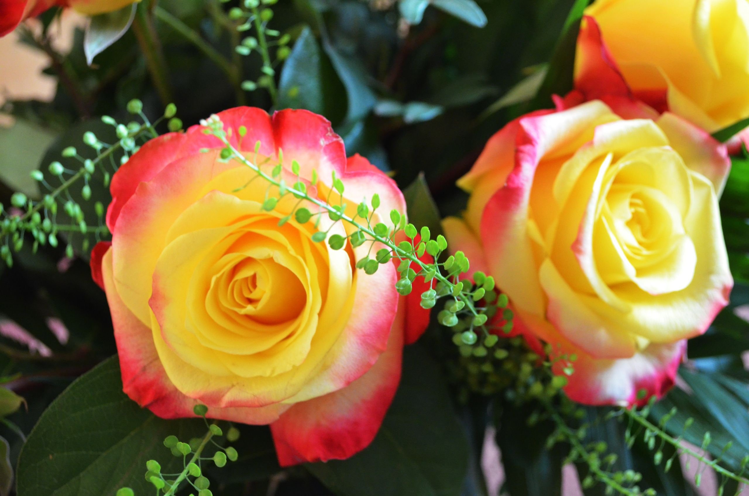 Yellow and Pink Roses