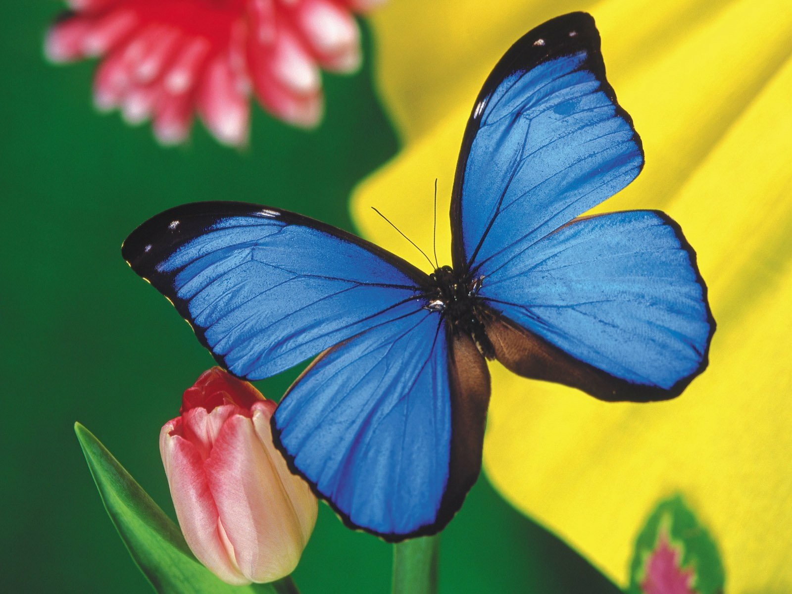 Download Close-up Blue Animal Butterfly Wallpaper