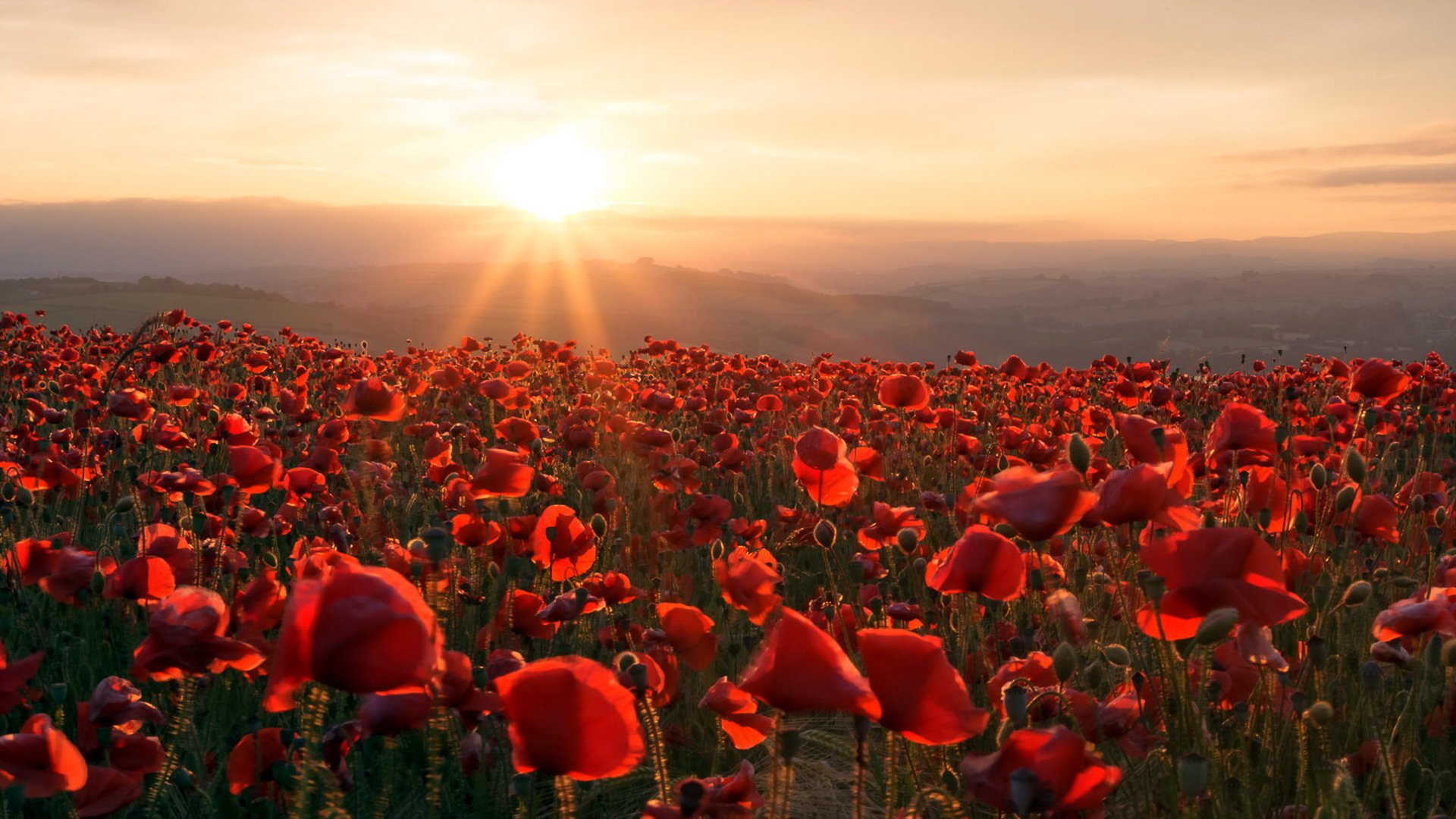 Sunlit Poppy Field at Sunrise – Stunning Nature Landscape HD Wallpaper ...