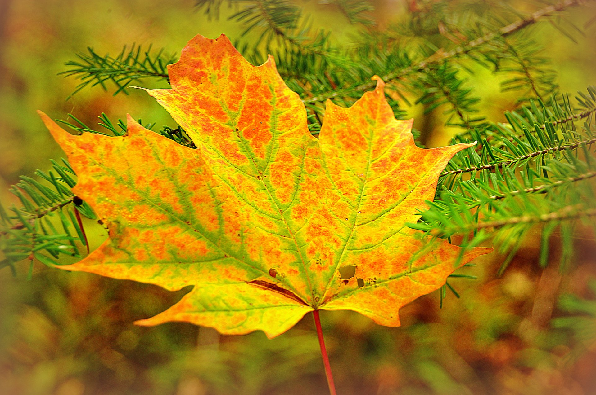 Download Bright Bokeh Nature Maple Leaf Fall Leaf HD Wallpaper