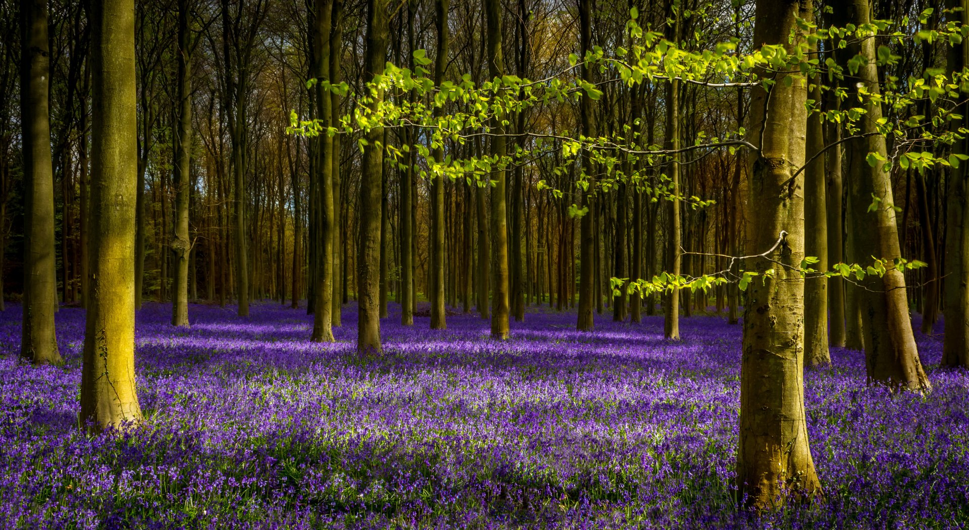 Spring Lavender Forest: A Stunning 4K Ultra HD Wallpaper