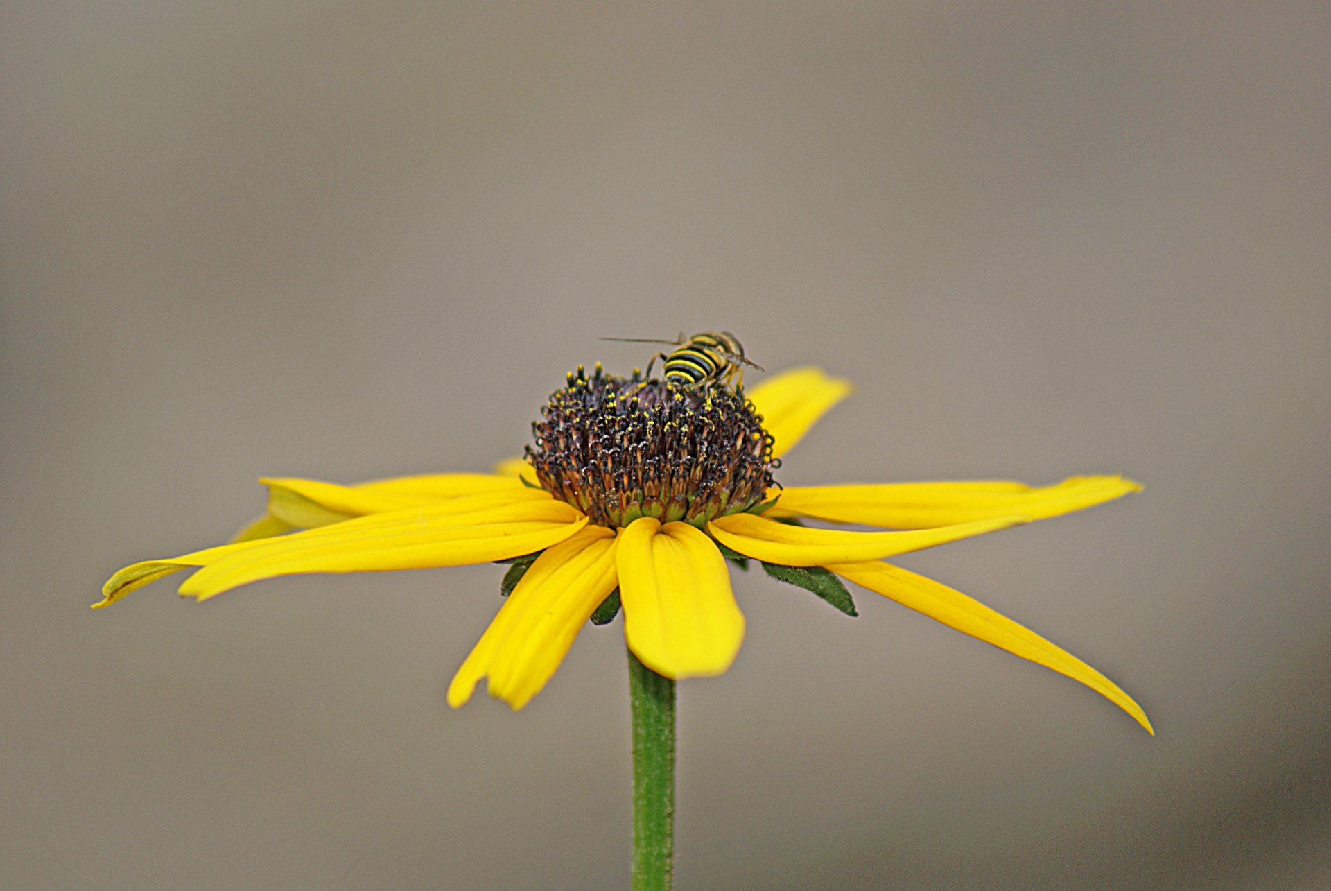 Download Animal Bee 4k Ultra HD Wallpaper