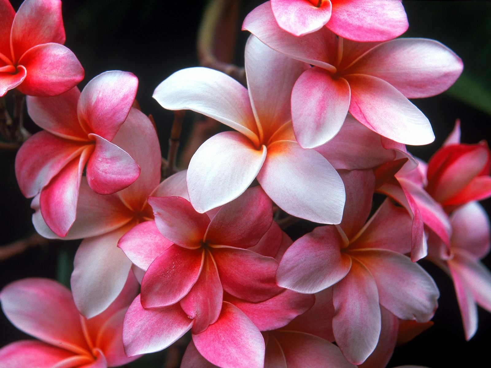 Download Pink Flower Nature Plumeria Flower Frangipani Wallpaper
