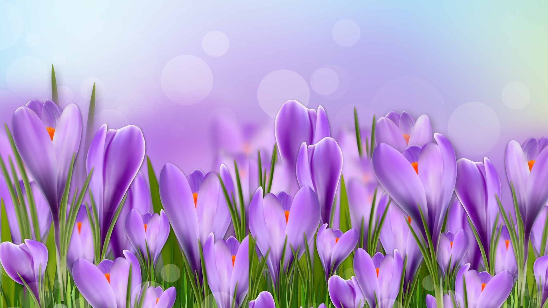 Spring Crocus Bloom: Artistic Purple Flower HD Wallpaper by MaDonna