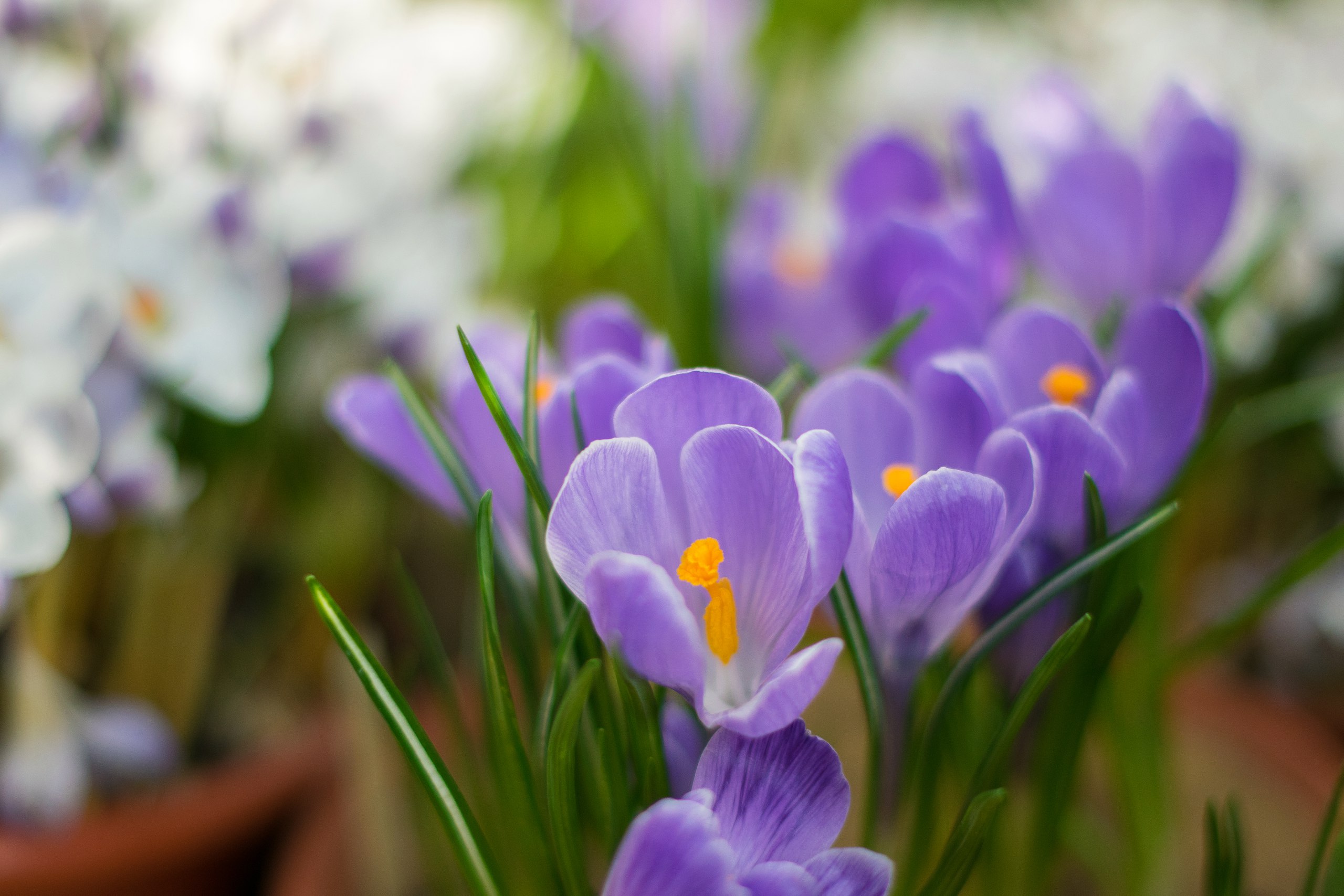 Wallpaper Pretty Crocus Wallpapers