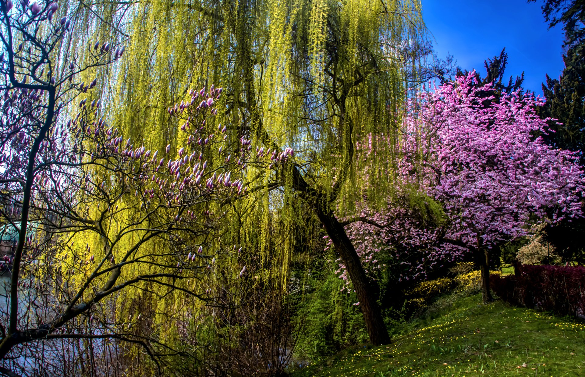 Download Blossom Spring Garden Nature Tree HD Wallpaper