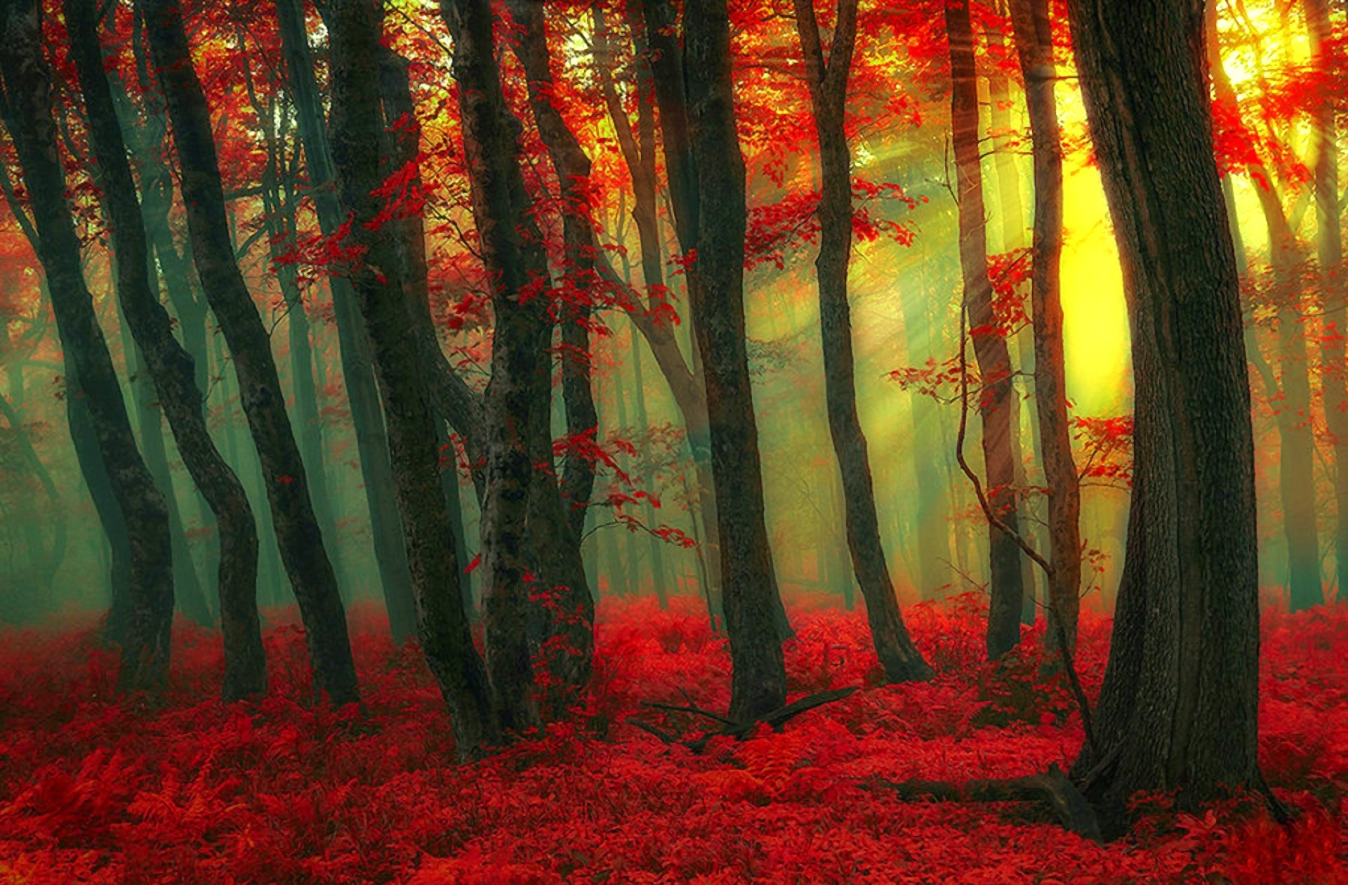 Radiant Autumn Sunbeams Piercing the Misty Forest – HD Nature Wallpaper