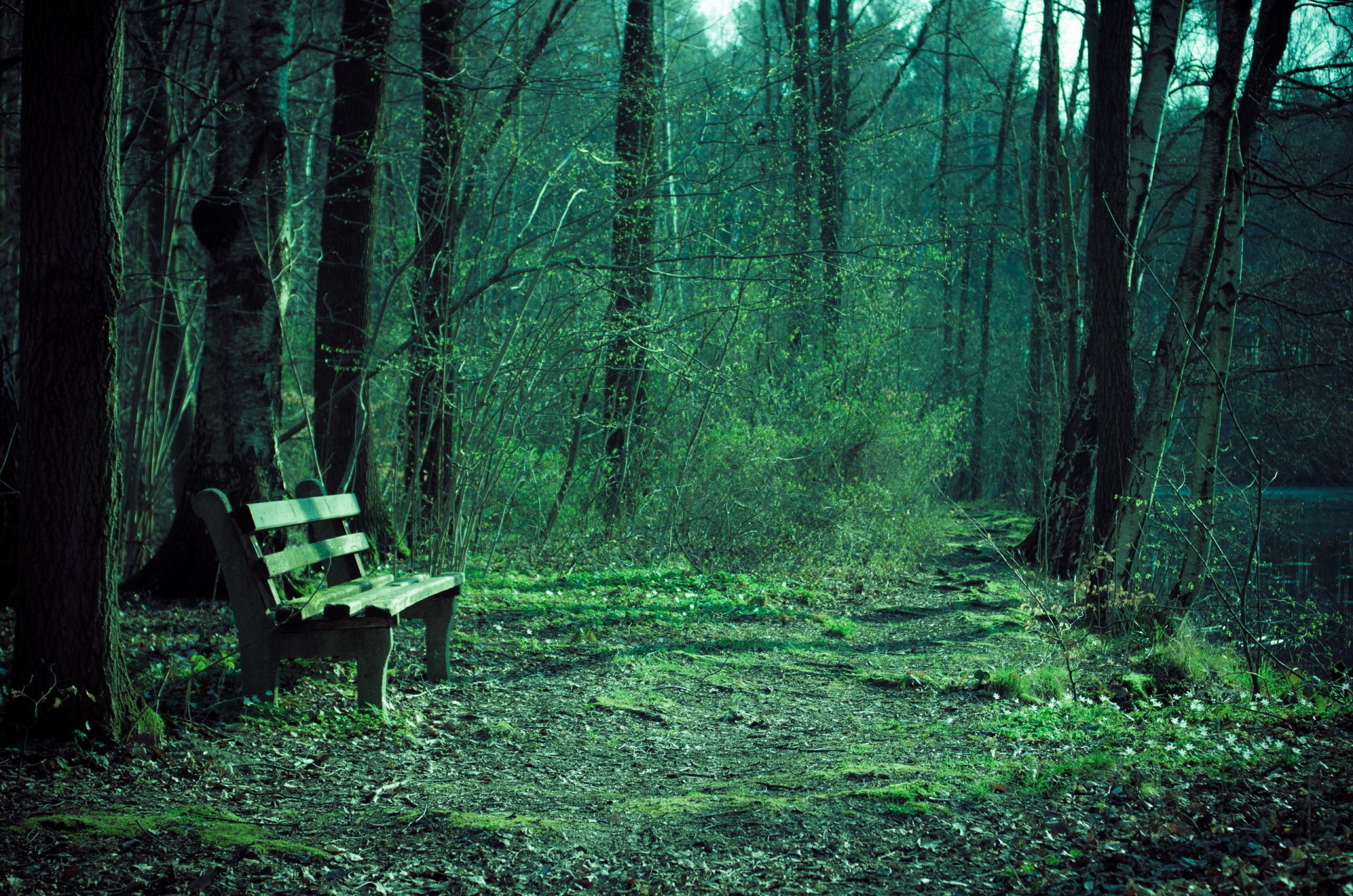 Download Green Dark Path Nature Park Man Made Bench HD Wallpaper