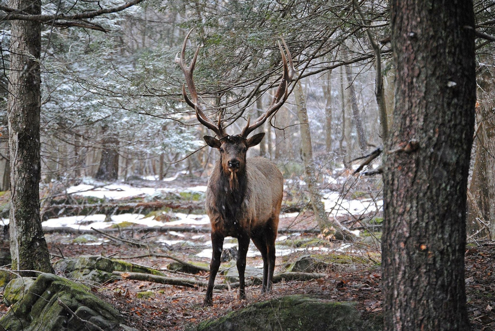 Download Tree Forest Nature Animal Elk HD Wallpaper