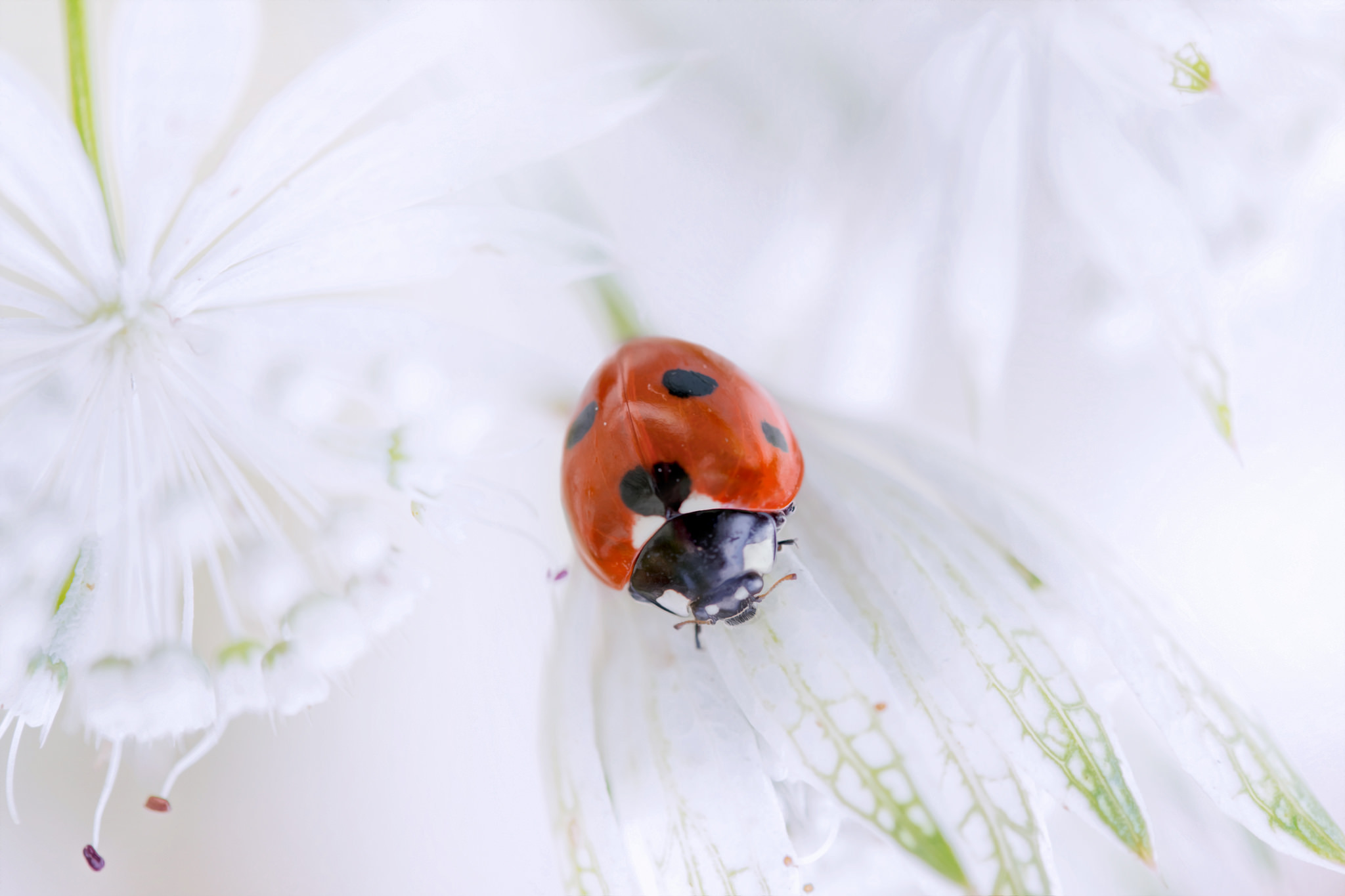 Download Insect Flower Animal Ladybug HD Wallpaper