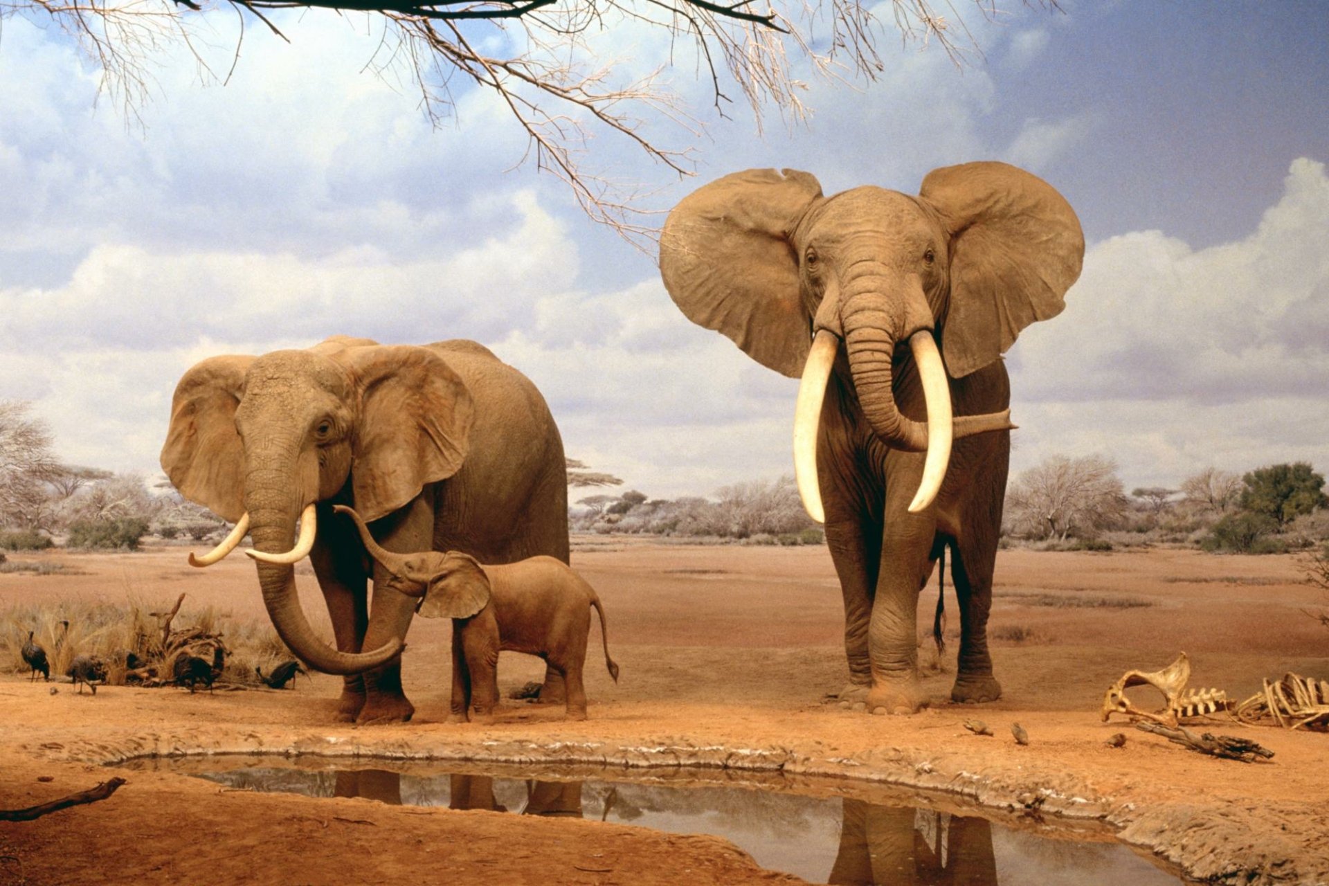 African Bush Elephants - Stunning HD Wallpaper
