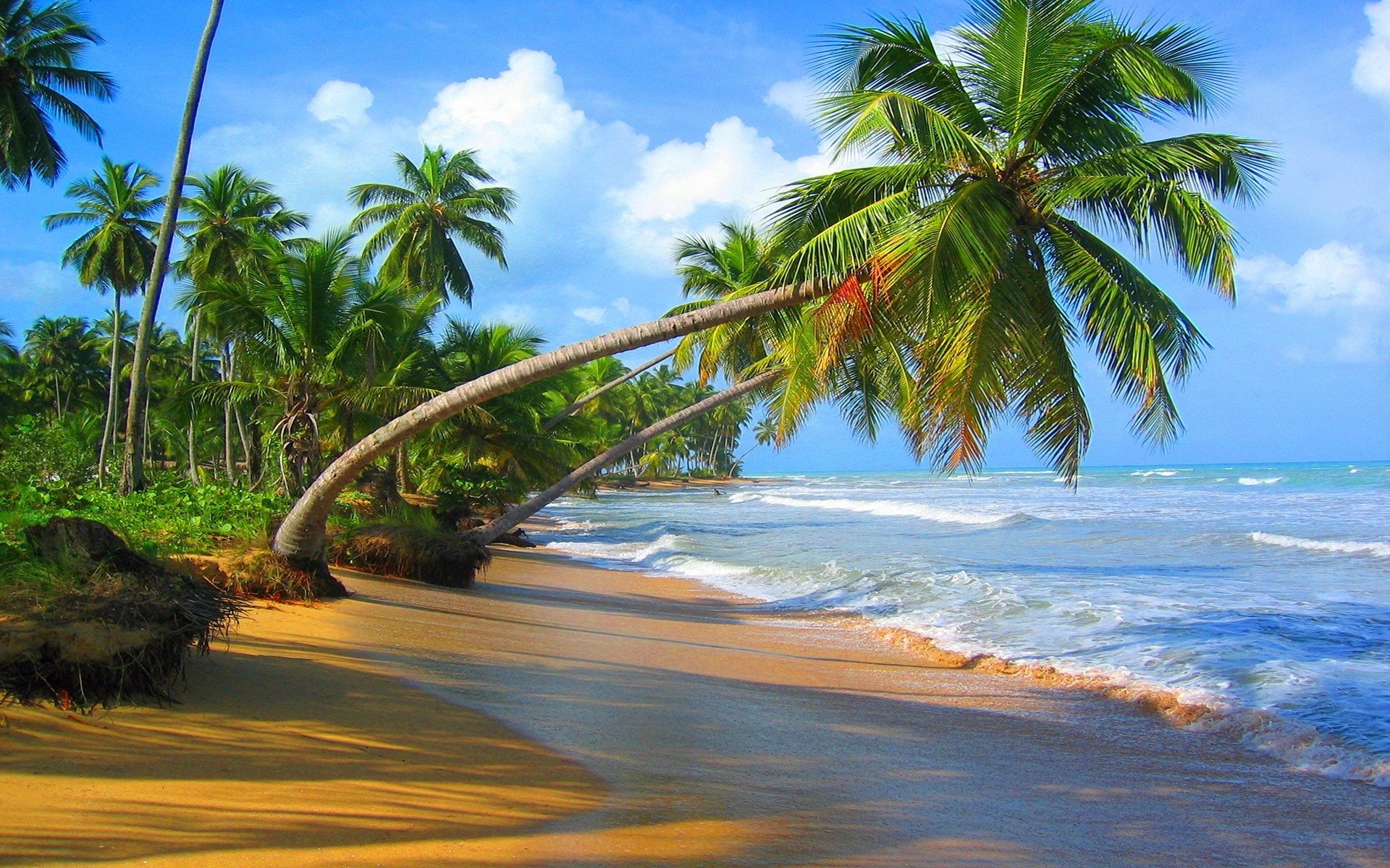 Tropical Horizon: Stunning HD Beachscape with Palm Trees and Ocean ...