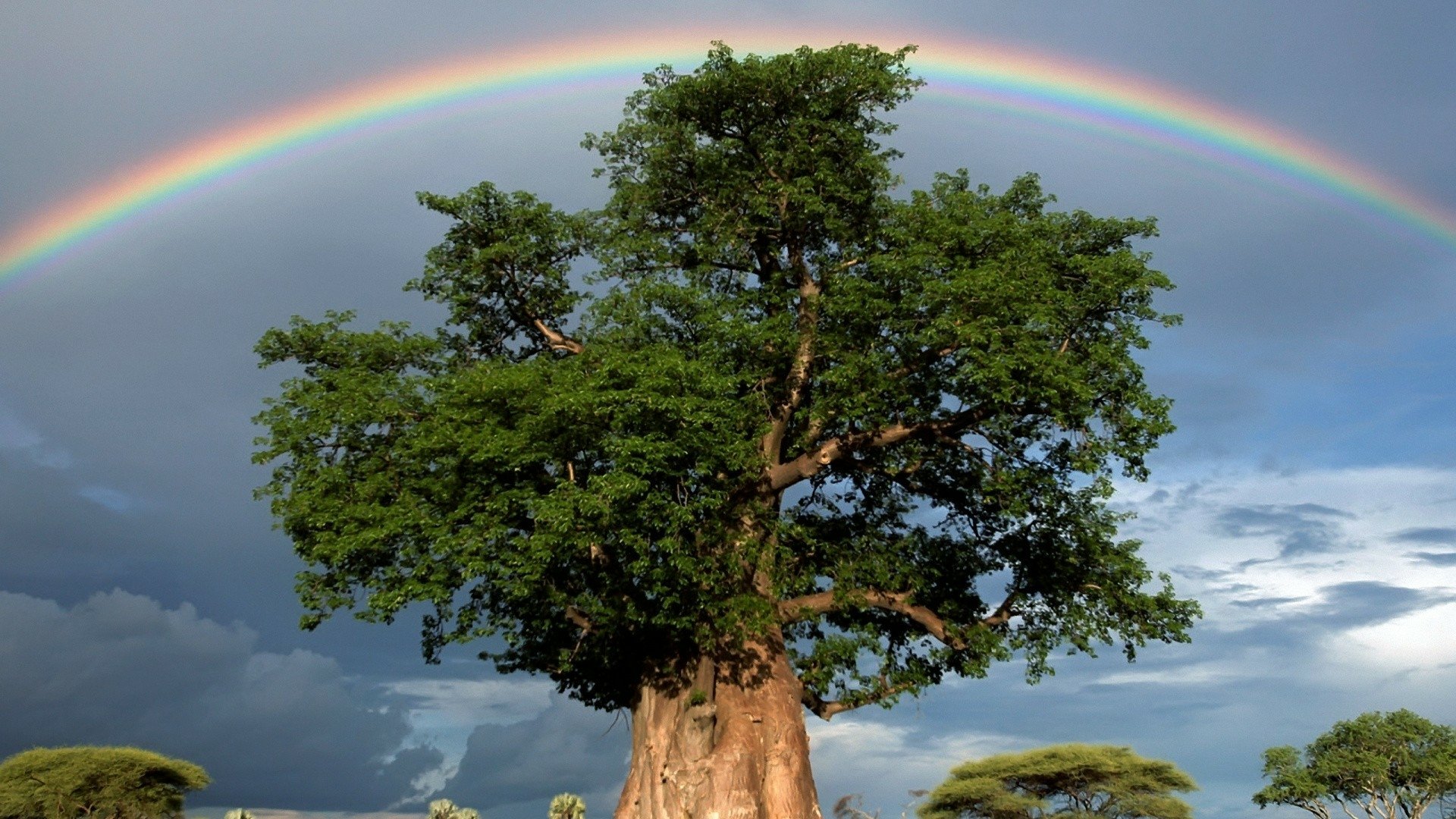 Download Baobab Tree Sky Green Tree Nature Rainbow HD Wallpaper