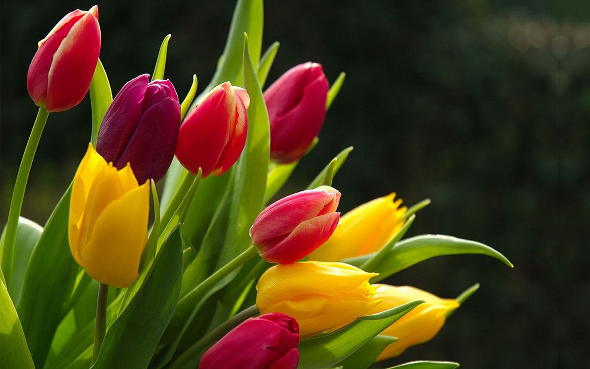 Vibrant Tulip Symphony: Close-Up HD Wallpaper of Colorful Yellow ...