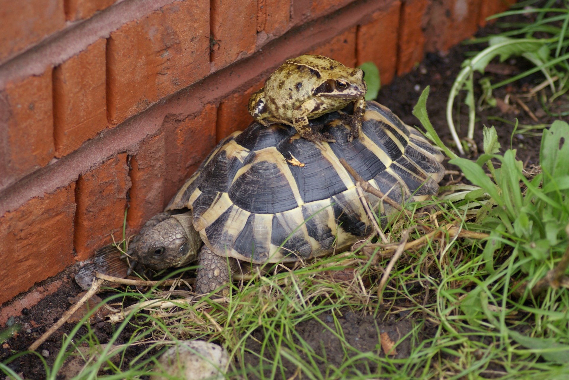 4K Ultra HD Wallpaper of a Toad on a Turtle in Nature