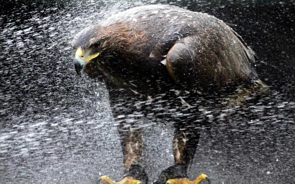 [10+] Hawk 4k Wallpapers