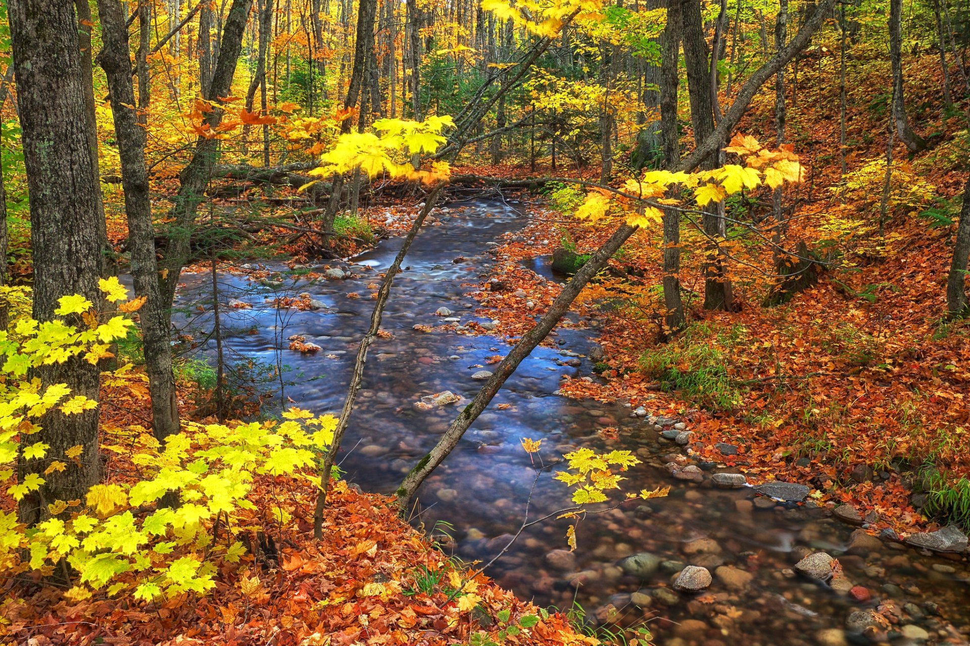 Download Leaf Tree Stream Forest Canada Ontario Nature Fall HD Wallpaper
