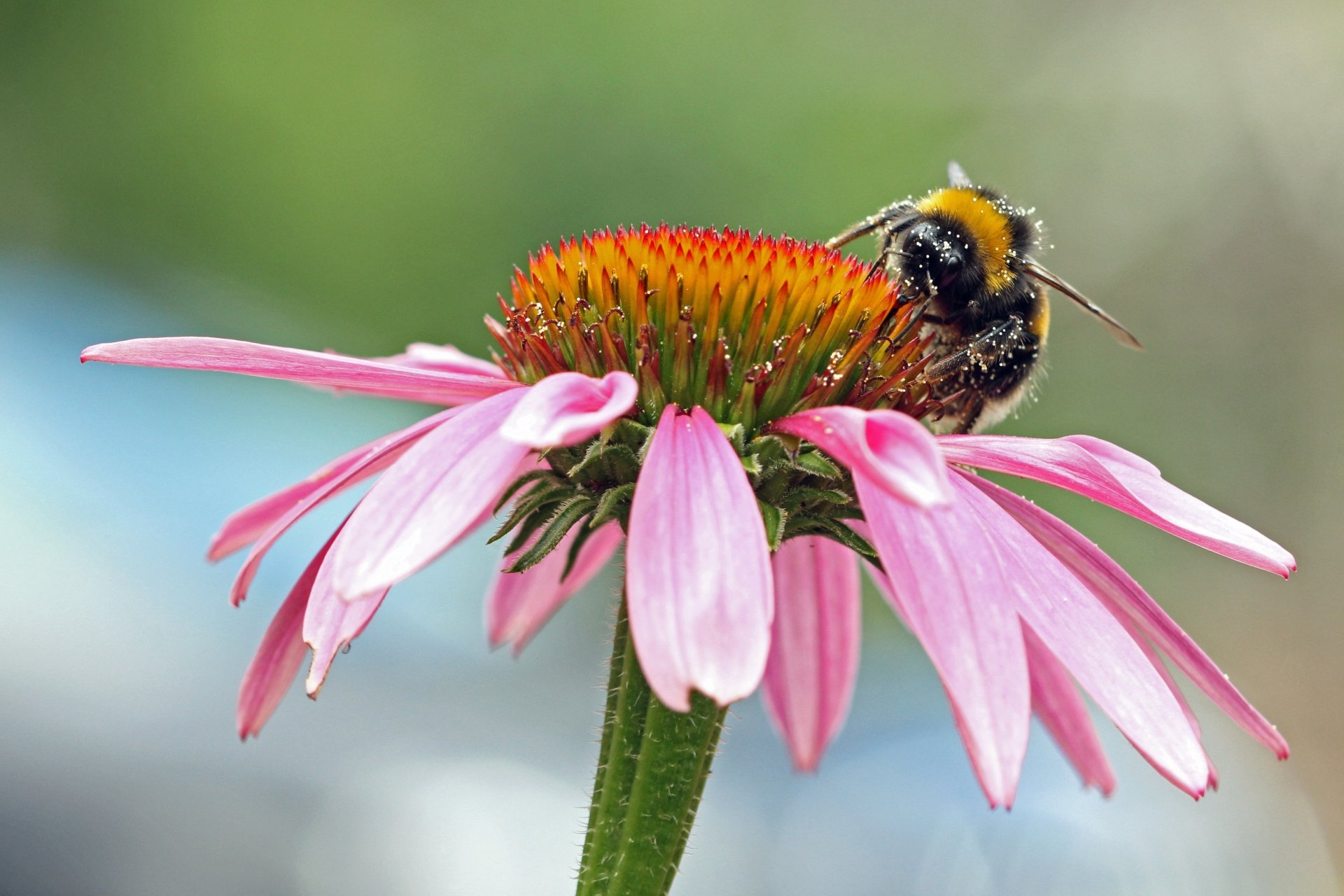 Download Macro Pink Flower Flower Insect Animal Bee 4k Ultra HD ...