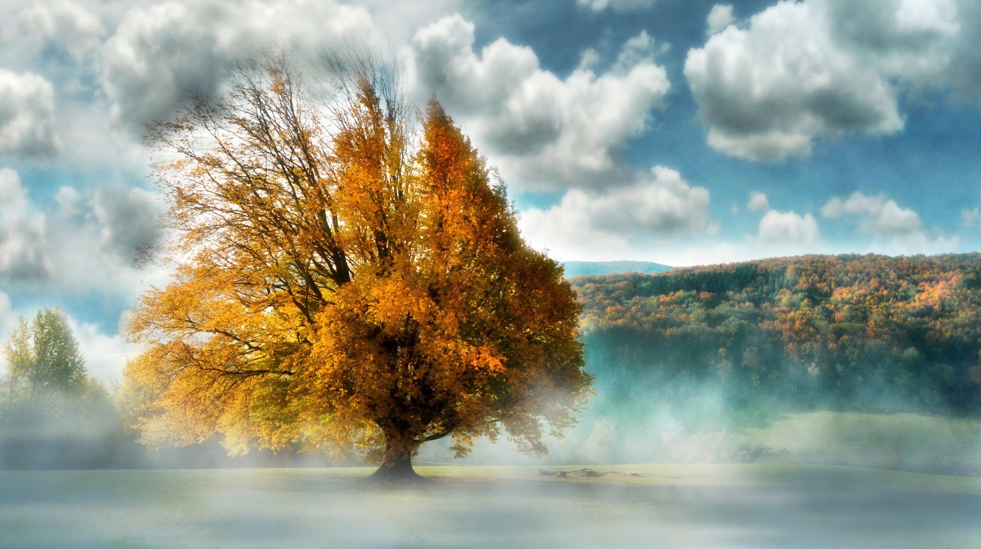 Download Lonely Tree Fog Fall Nature Tree HD Wallpaper