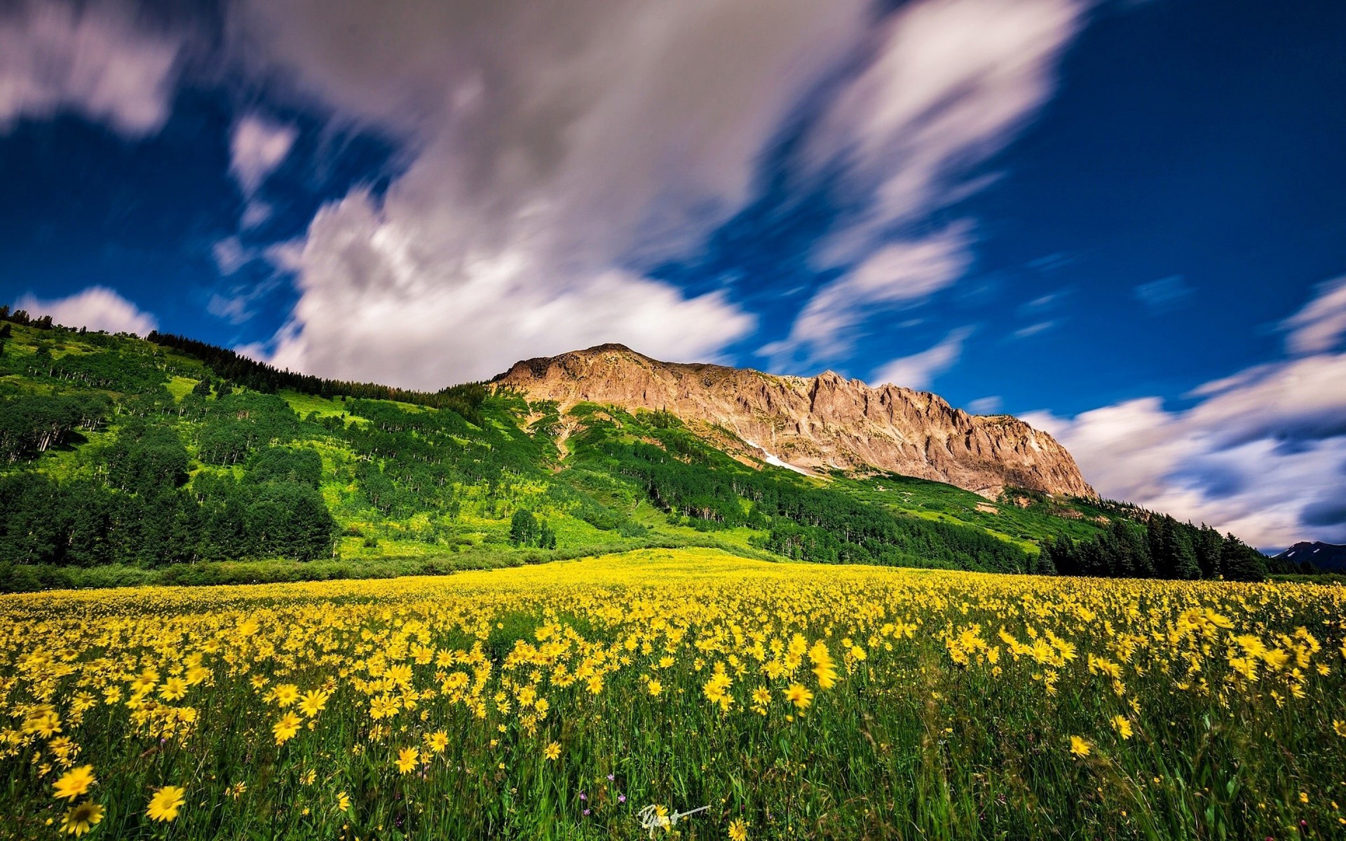 Download Daisy Yellow Flower Mountain Field Flower Nature Landscape HD ...