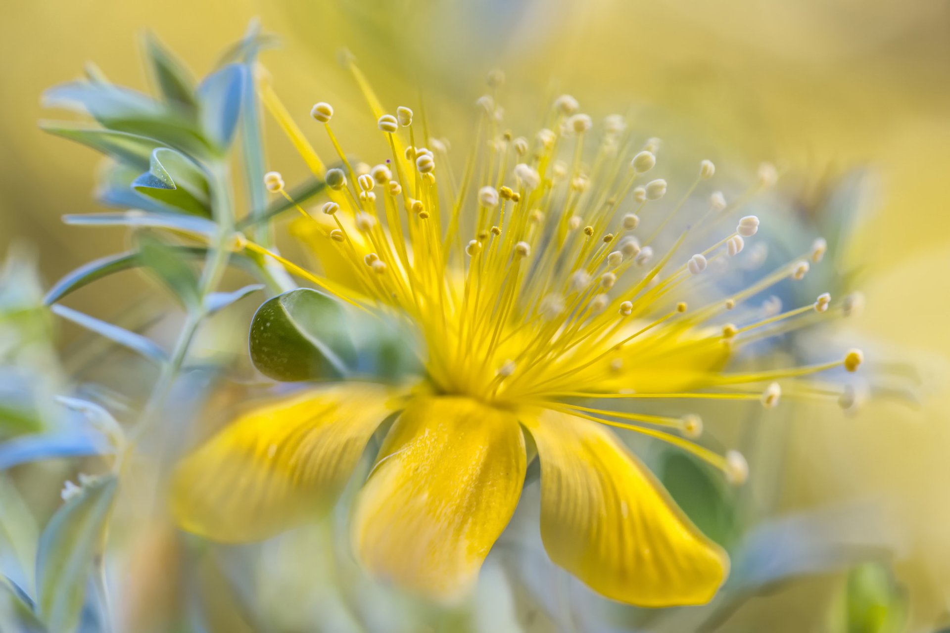 Stunning Yellow Flower in Nature - HD Wallpaper | 2048x1365 | Wallpaper ...