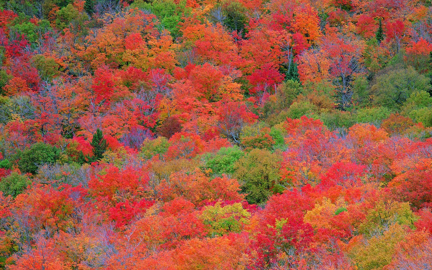 Download Orange (Color) Red Fall Tree Nature Forest Wallpaper ...