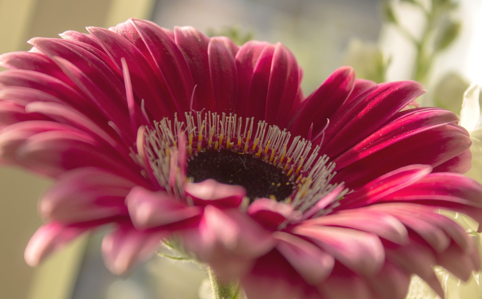 Download Close-up Petal Flower Nature Gerbera HD Wallpaper