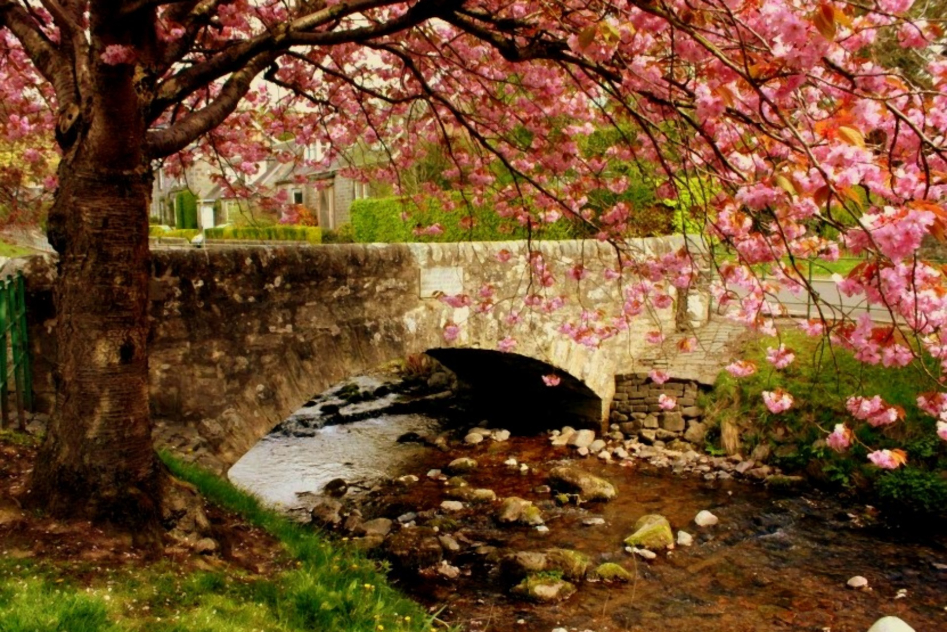 Download Pink Flower House Blossom Tree Spring Man Made Bridge HD Wallpaper