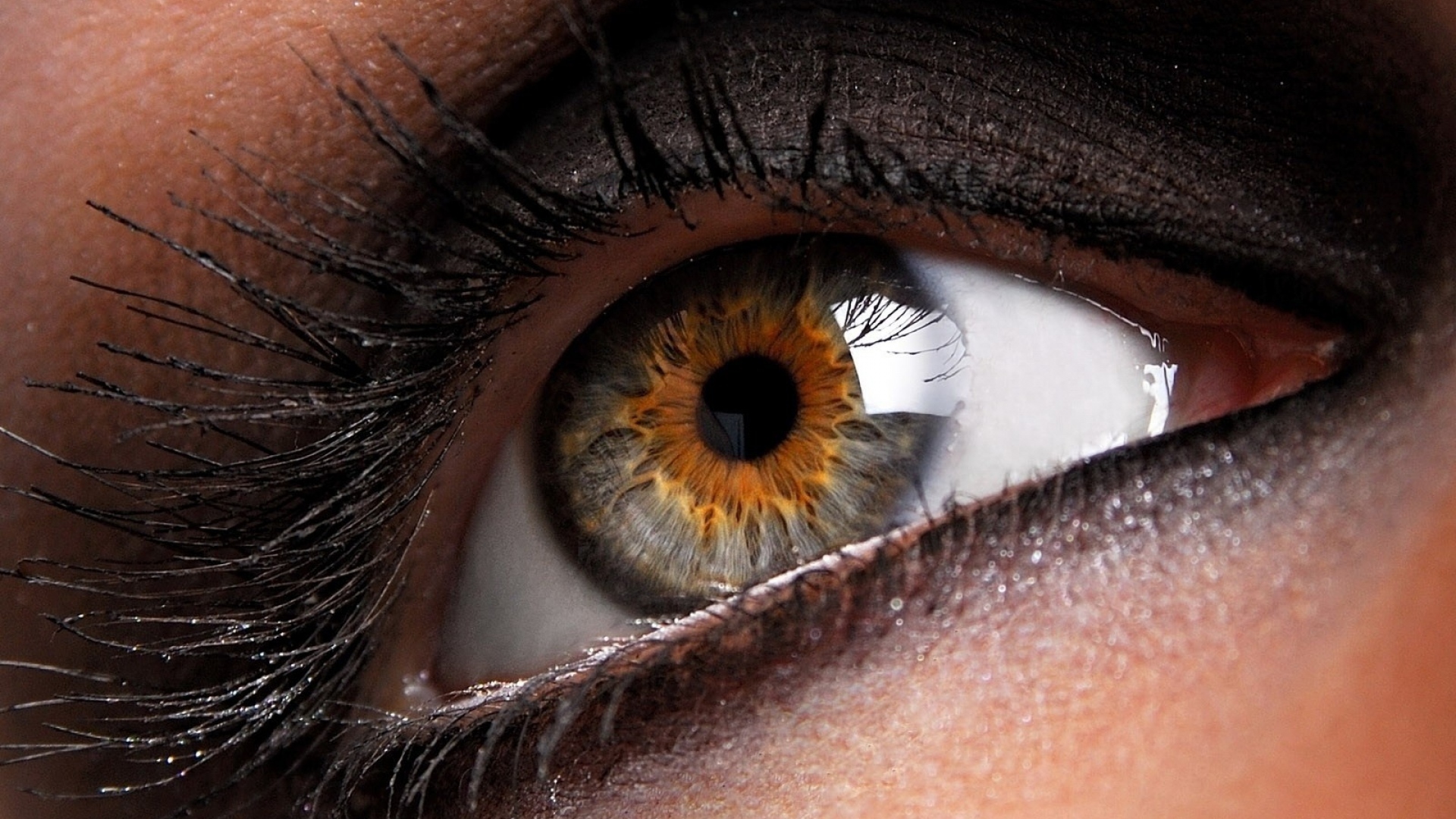 Download Brown Eyes Close-up Woman Eye HD Wallpaper