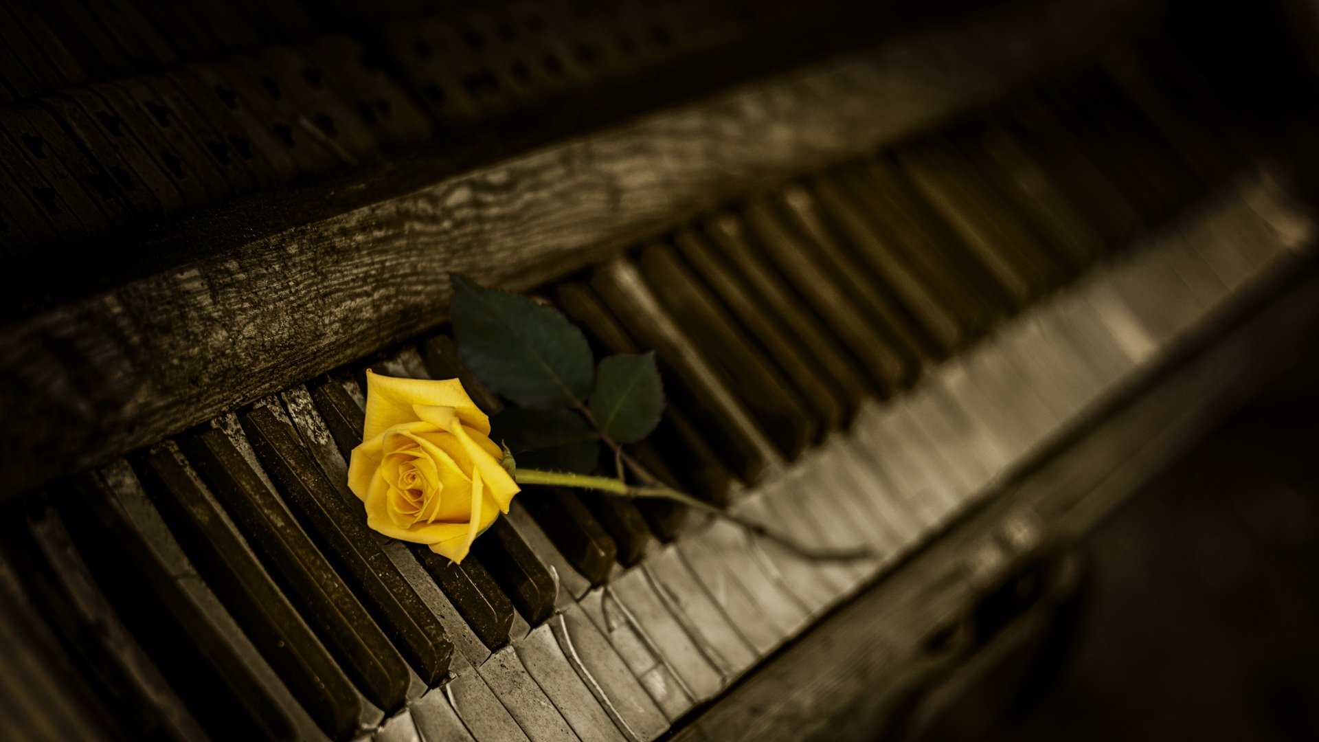 Download Instrument Rose Piano Photography Still Life HD Wallpaper ...