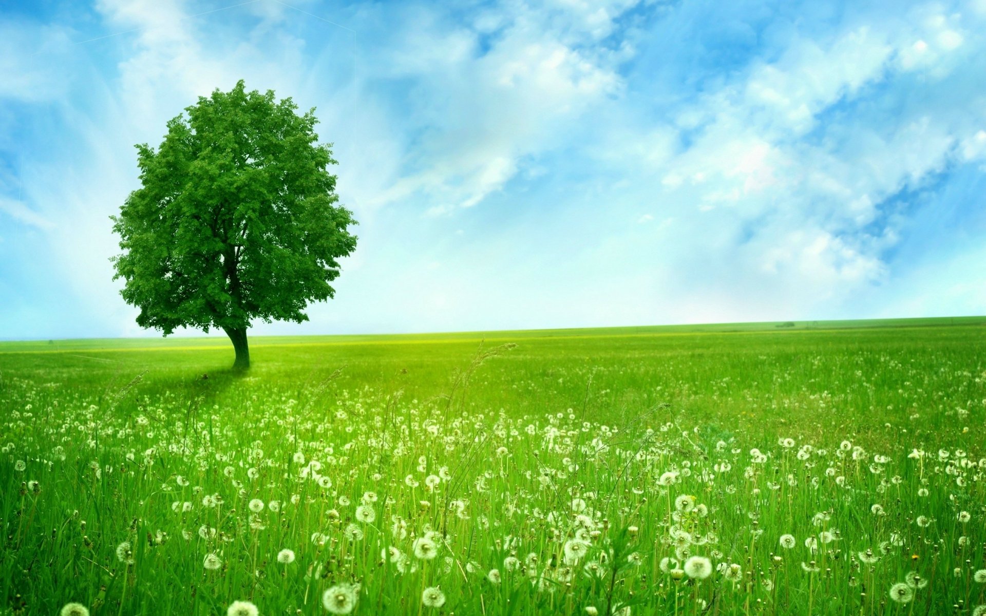 Download Greenery Lonely Tree Dandelion Grass Field Nature Tree HD ...