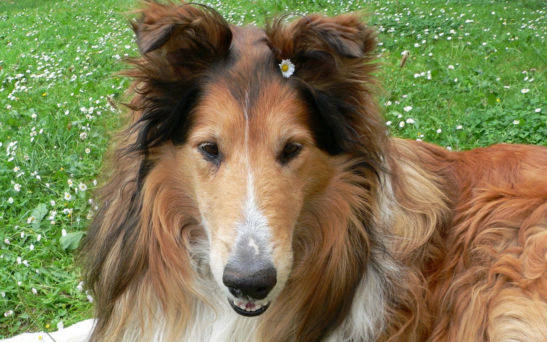 Rough Collie HD Wallpaper